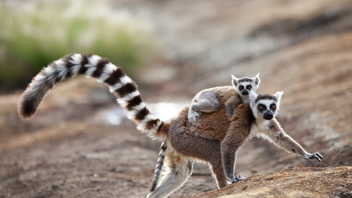 How pheromones help bee queens rule and lemurs 'flirt' | National ...