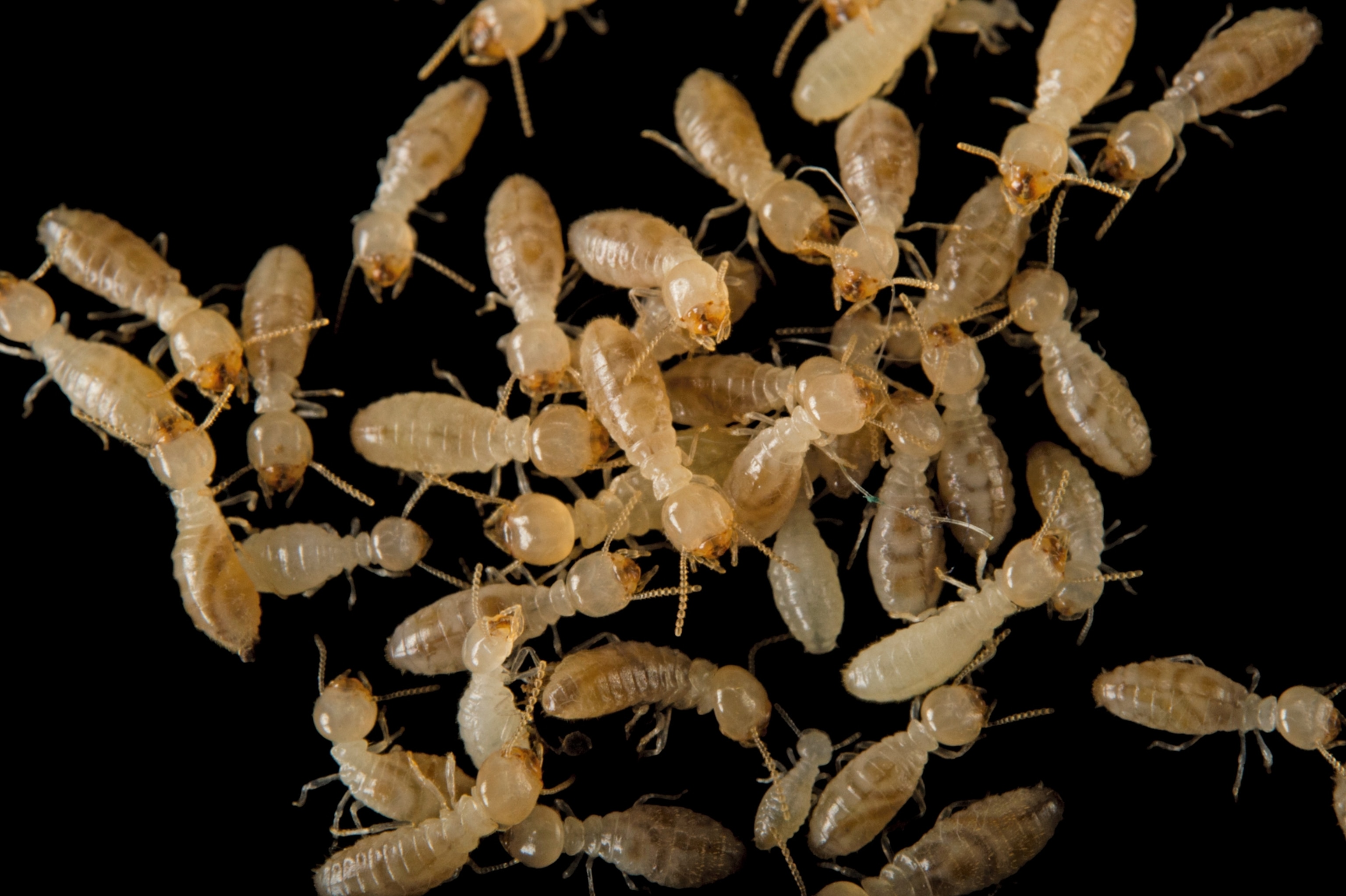 National Geographic photographer Joel Sartore builds a 'Photo Ark'