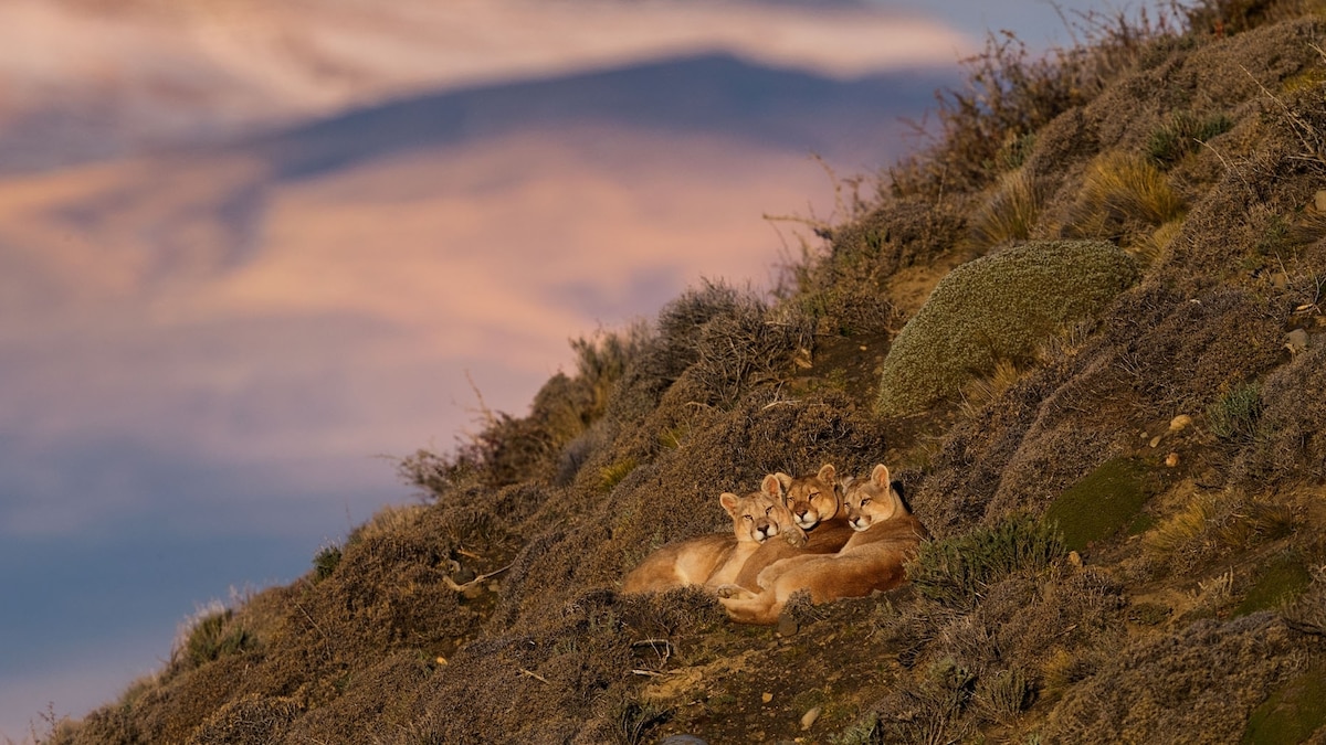 Chile’s protections for pumas fuel conflict with ranchers | National ...