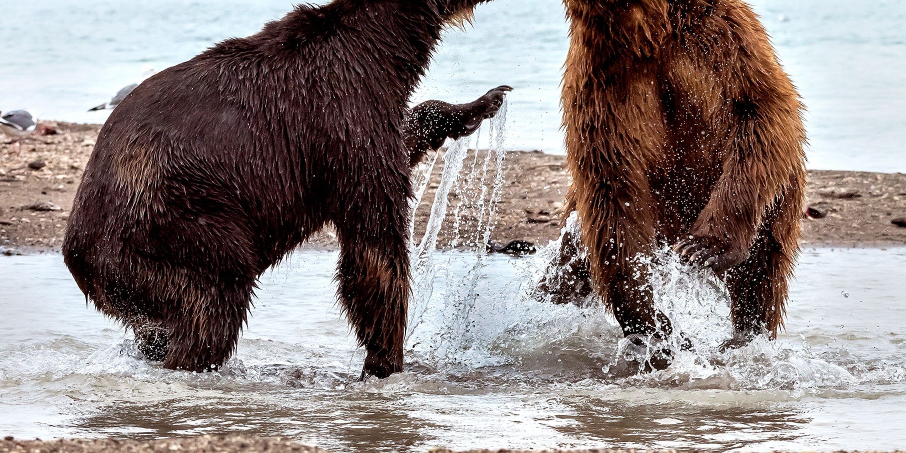 Animals Fighting For Water