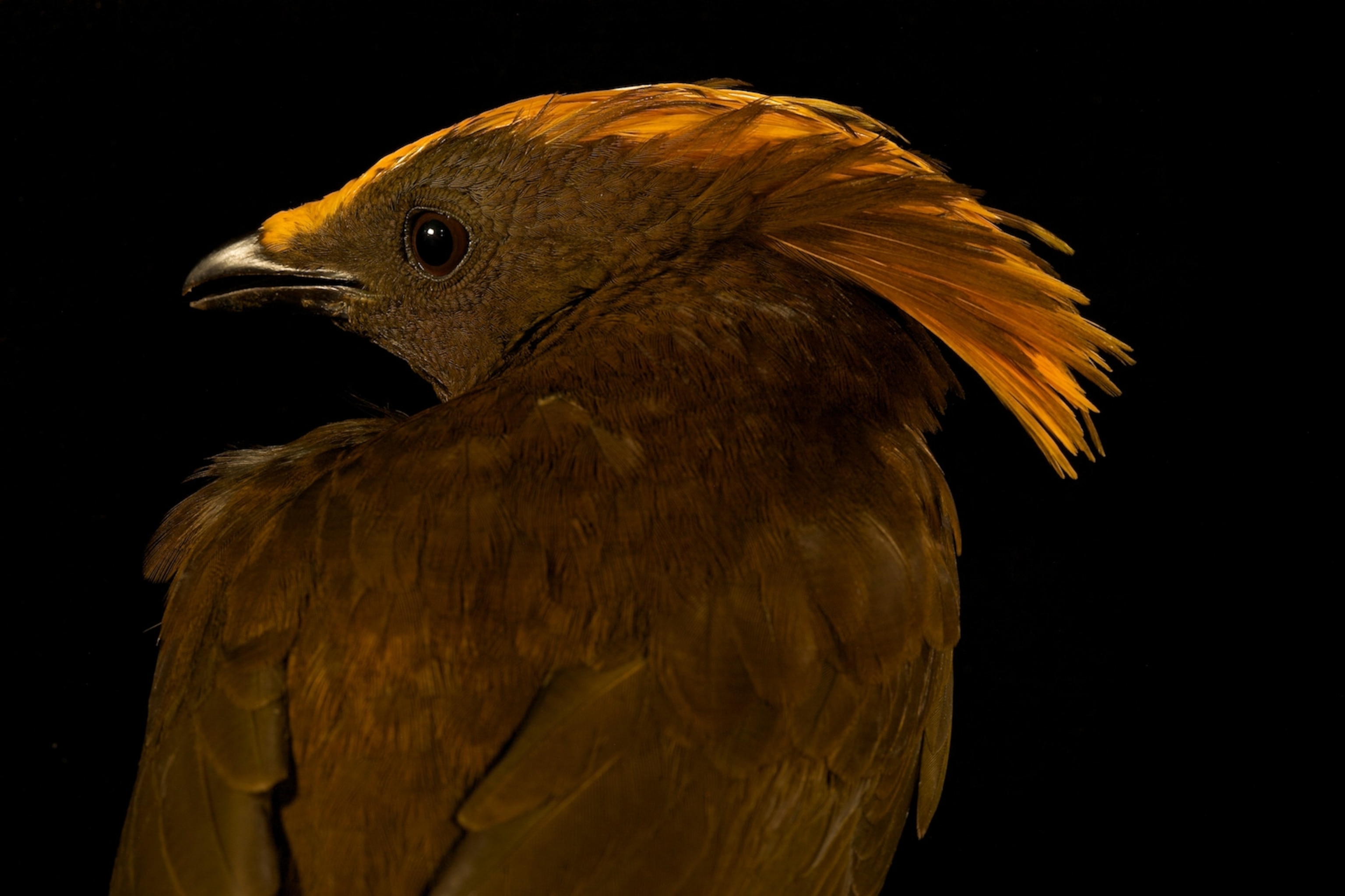 Discovery in the Foja Mountains