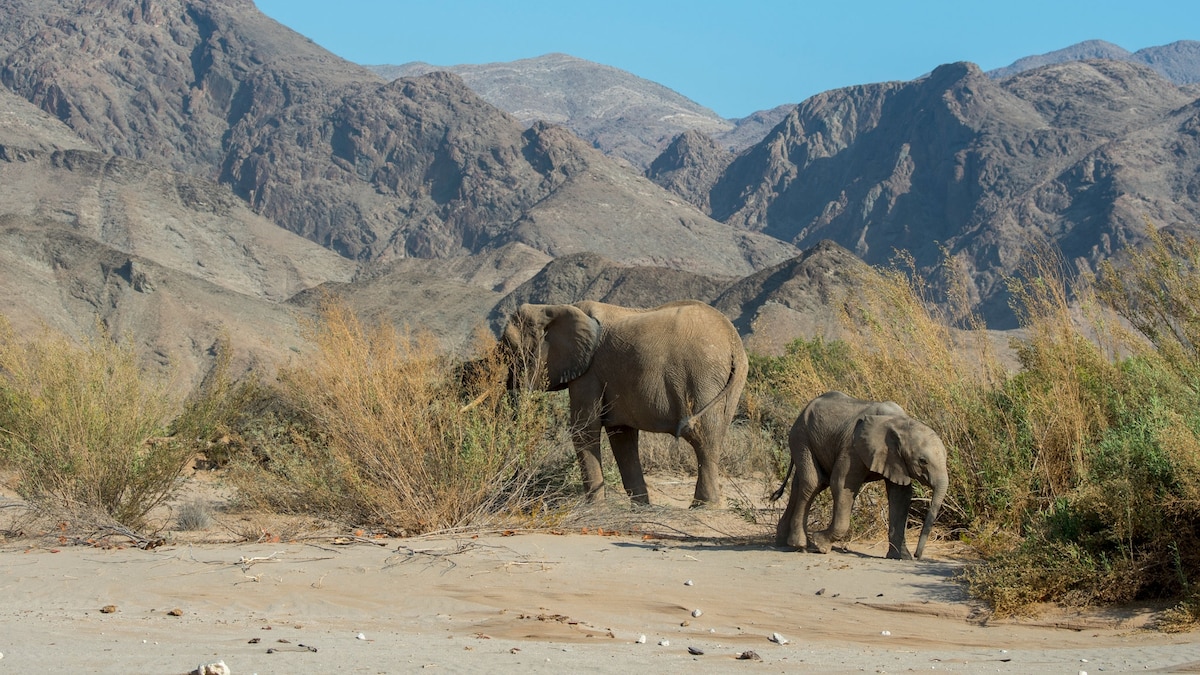 Namibia’s wild elephants are being rounded up for international sale ...