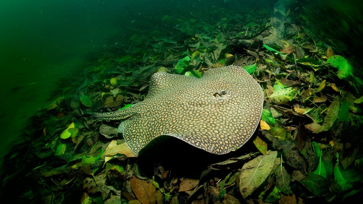 Stingrays Chew? Who Knew? | National Geographic