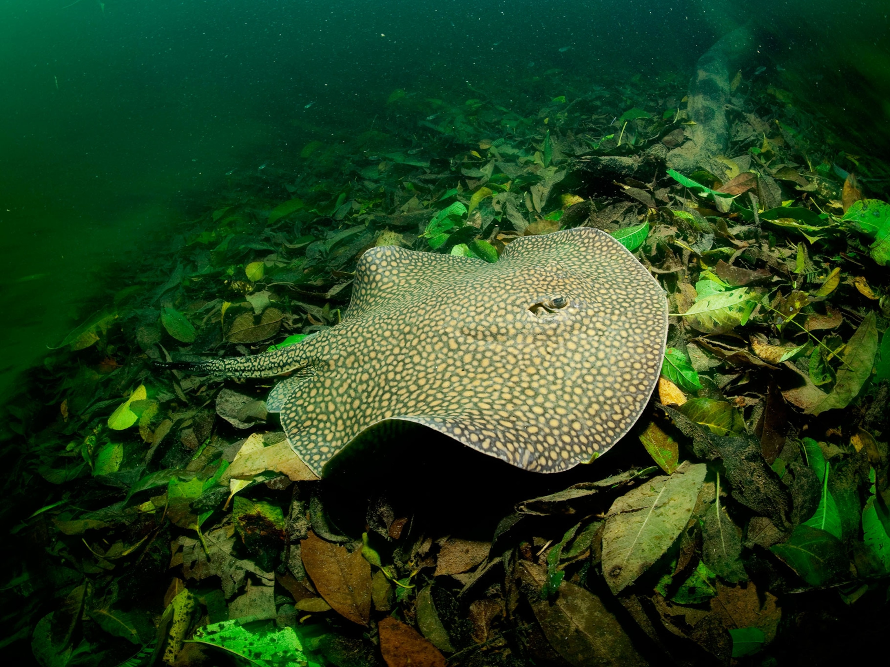 Rare Fatality Mirrors 'Crocodile Hunter' Death by Stingray | National ...