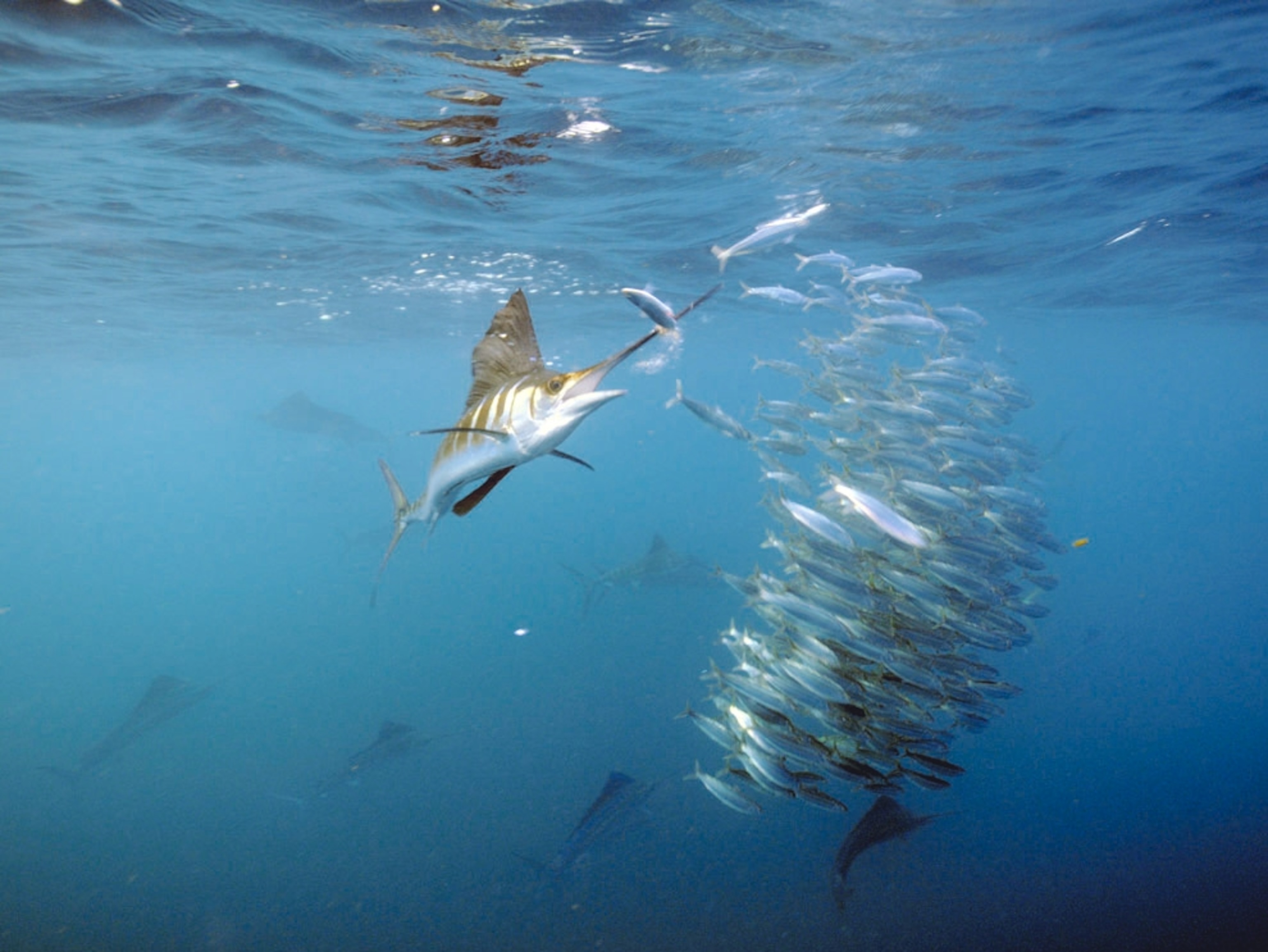 Animal Record Breaker Pictures - National Geographic