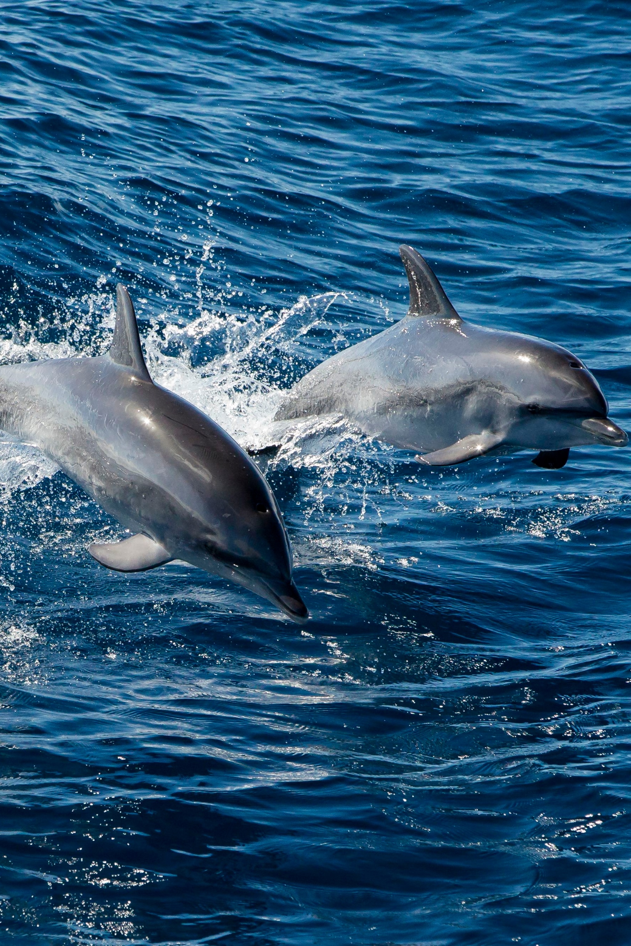 Bottlenose Dolphin Photography