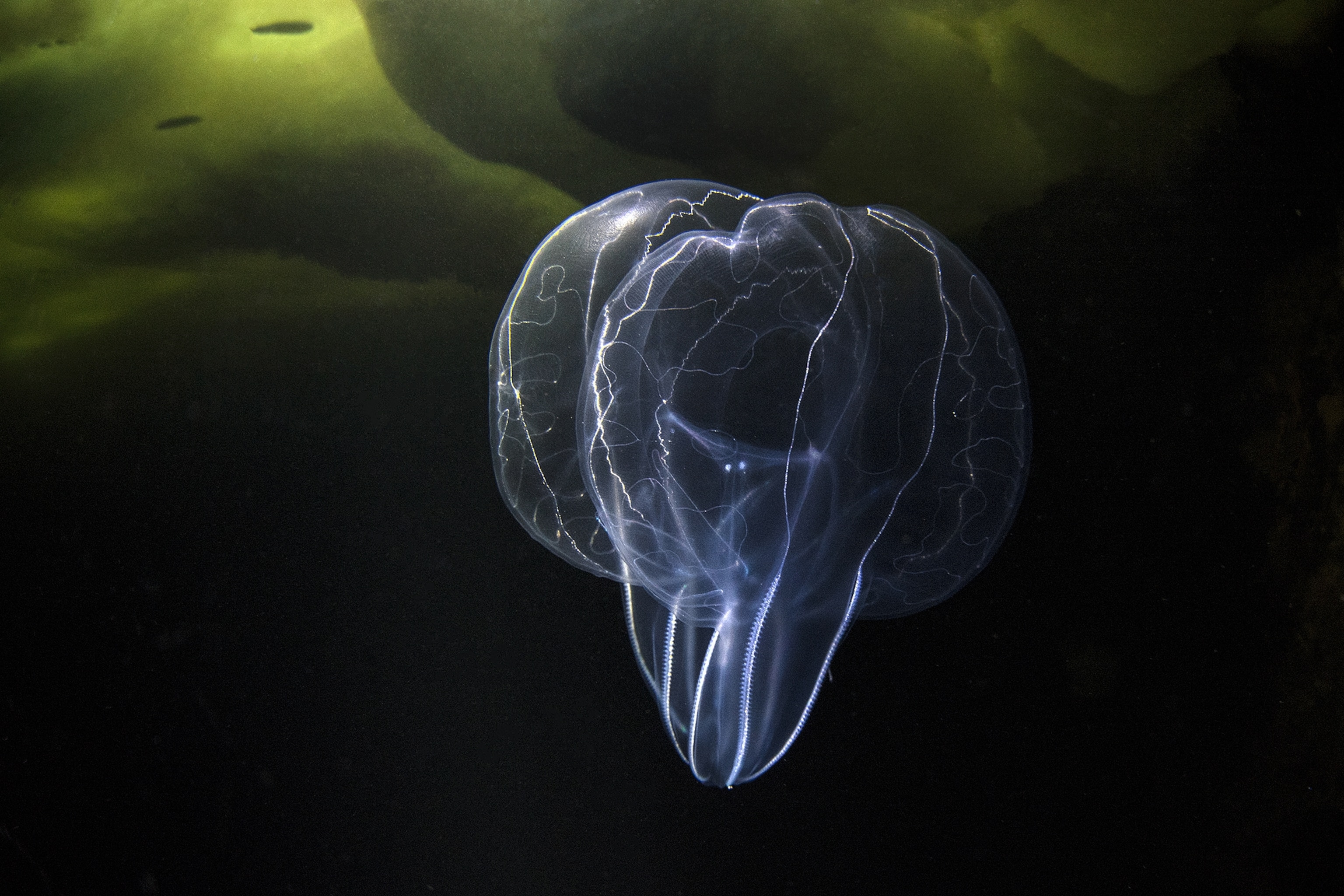 See the Amazing, Ethereal Creatures Living Under Arctic Ice