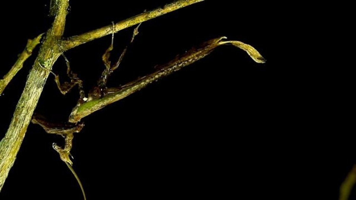 Dragon Mantis Captured in Extremely Rare Video | National Geographic
