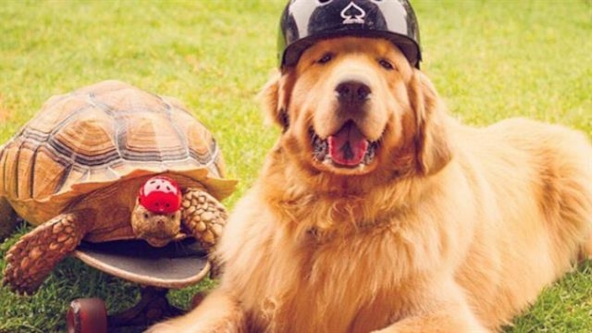 Rescued Tortoise and Pet Dog Become the 'Best of Friends' | National ...