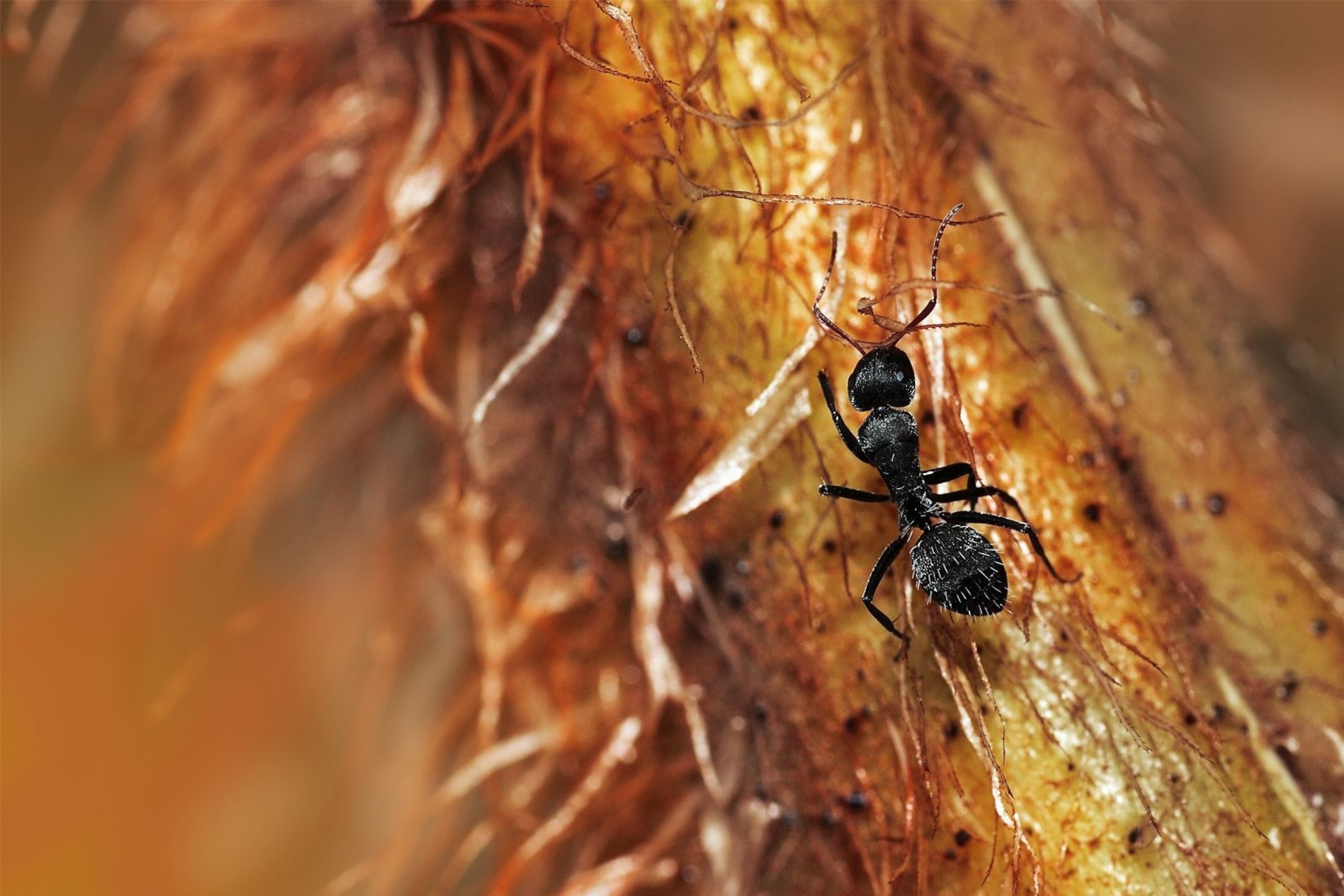 Watch: Ants Use Giant Jaws to Catapult Out of Death Trap