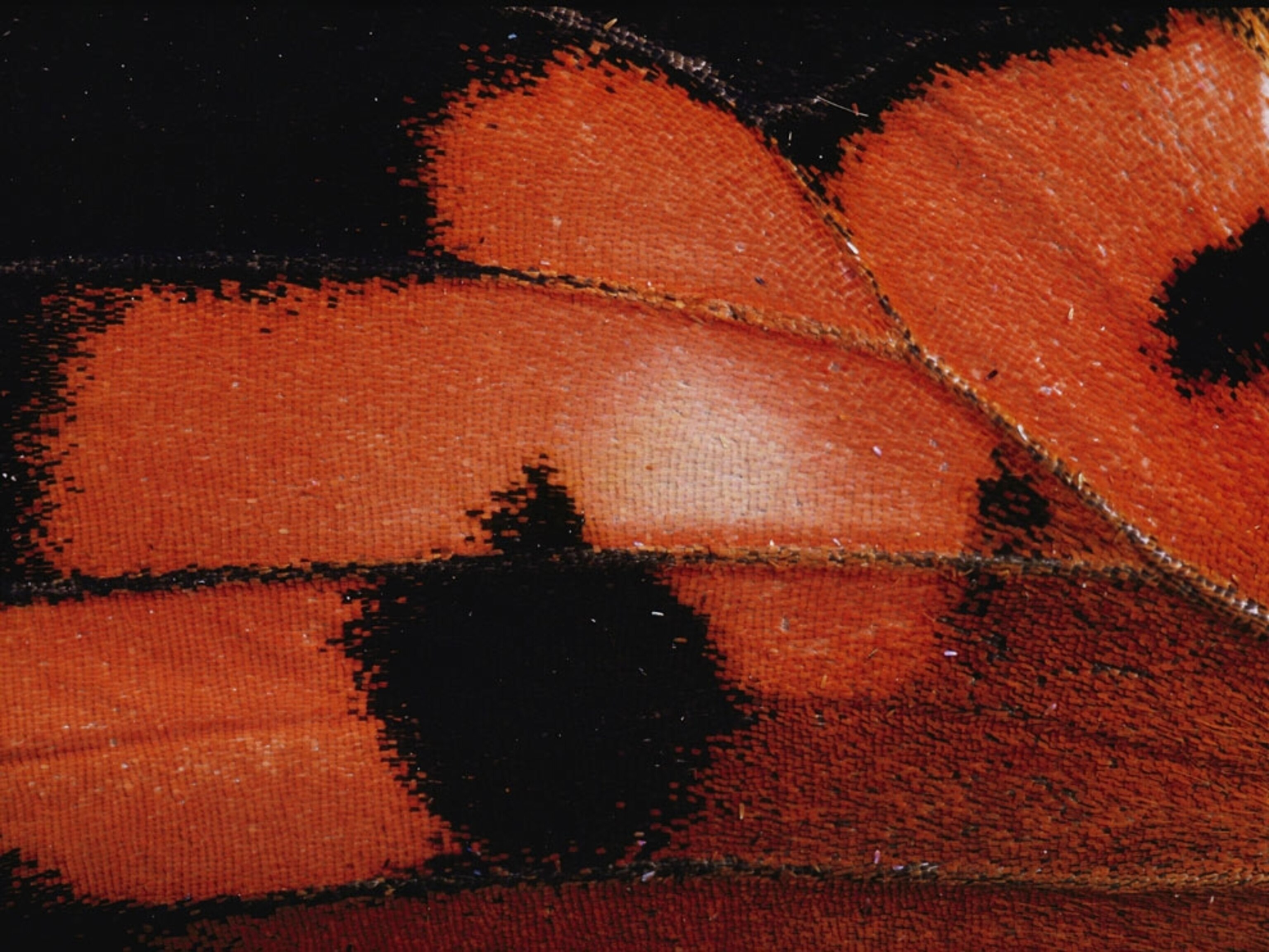 Butterflies, Patterns in Nature, Photos, Pictures, Wallpapers ...