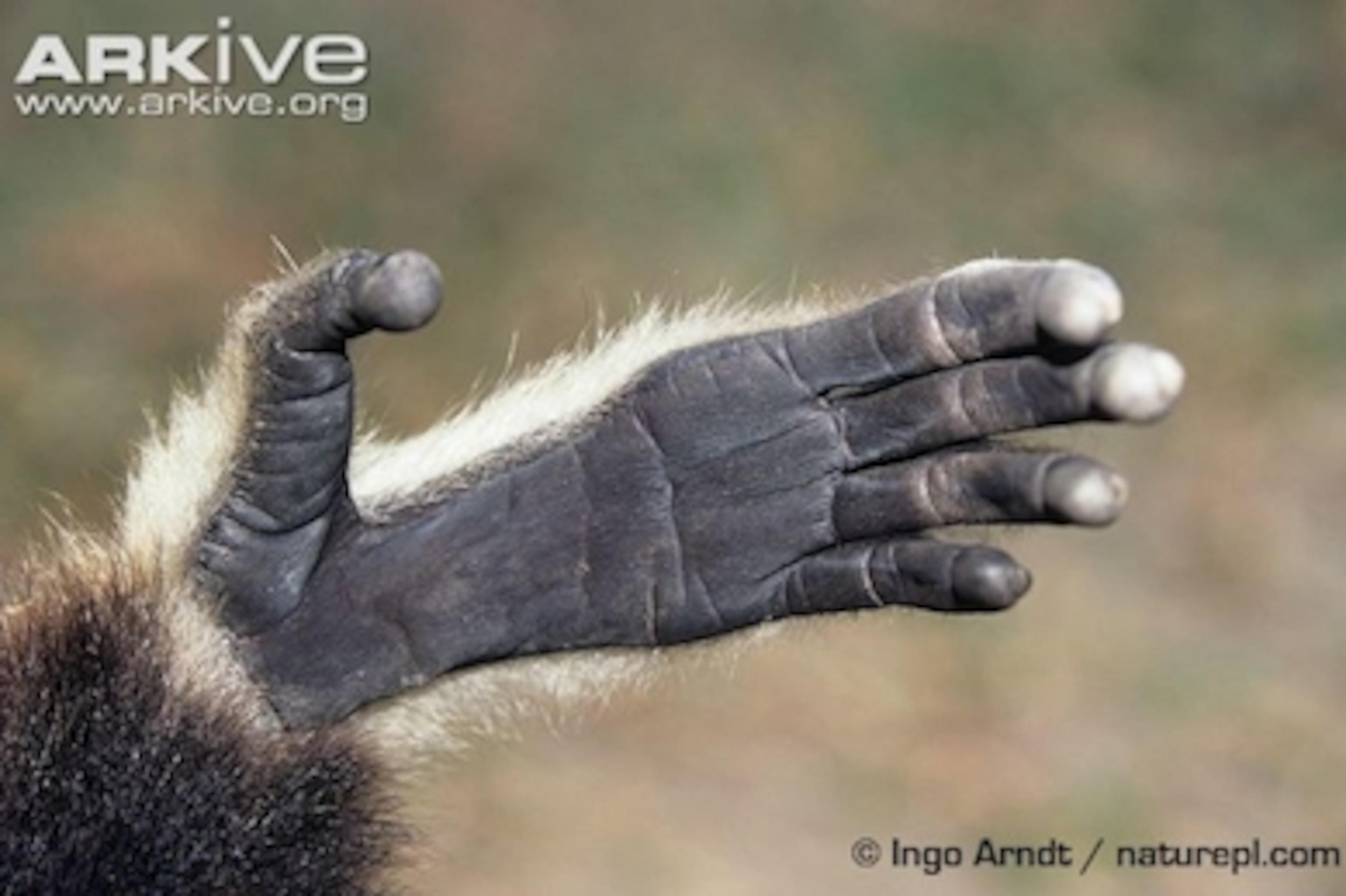 A Multitude of Hands: My new essay for National Geographic