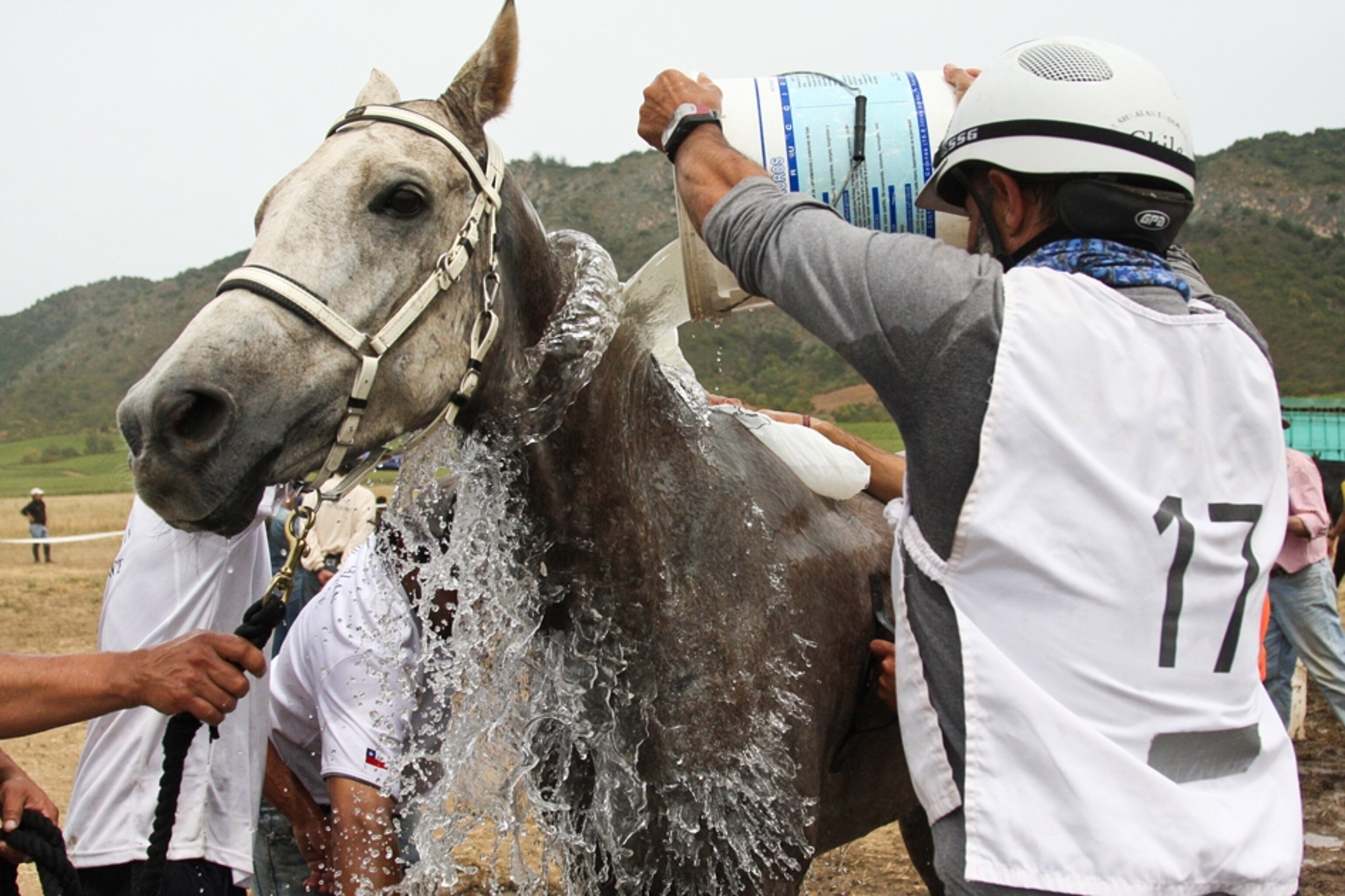 Winning Chile's Marquee Endurance Horse Race Demands More Than Speed ...