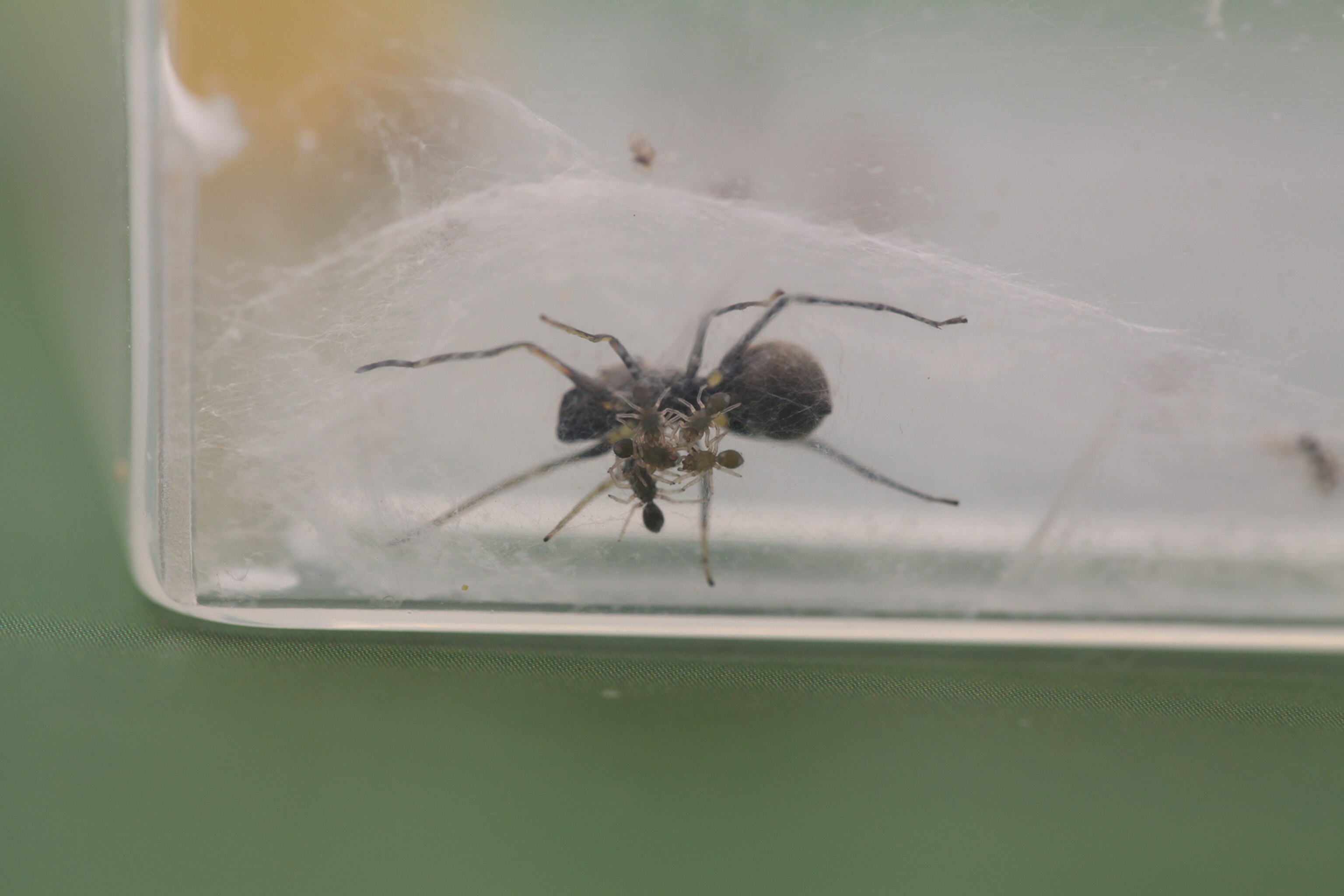 Not just mammals: Some spiders nurse their young with milk