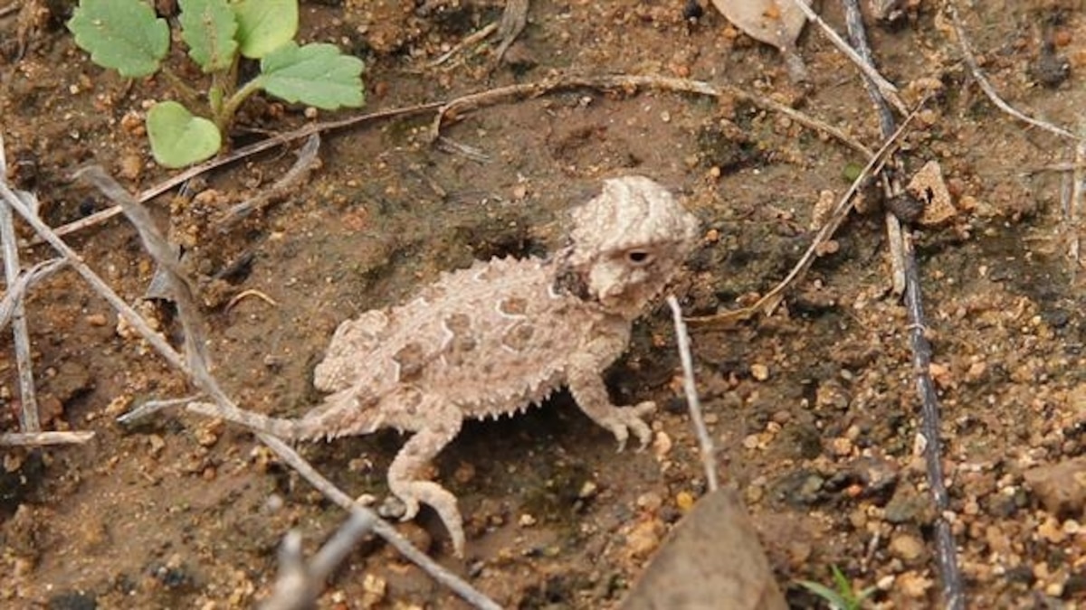 Once Common, Texas Horned Lizard Now Being Captive-Bred and ...