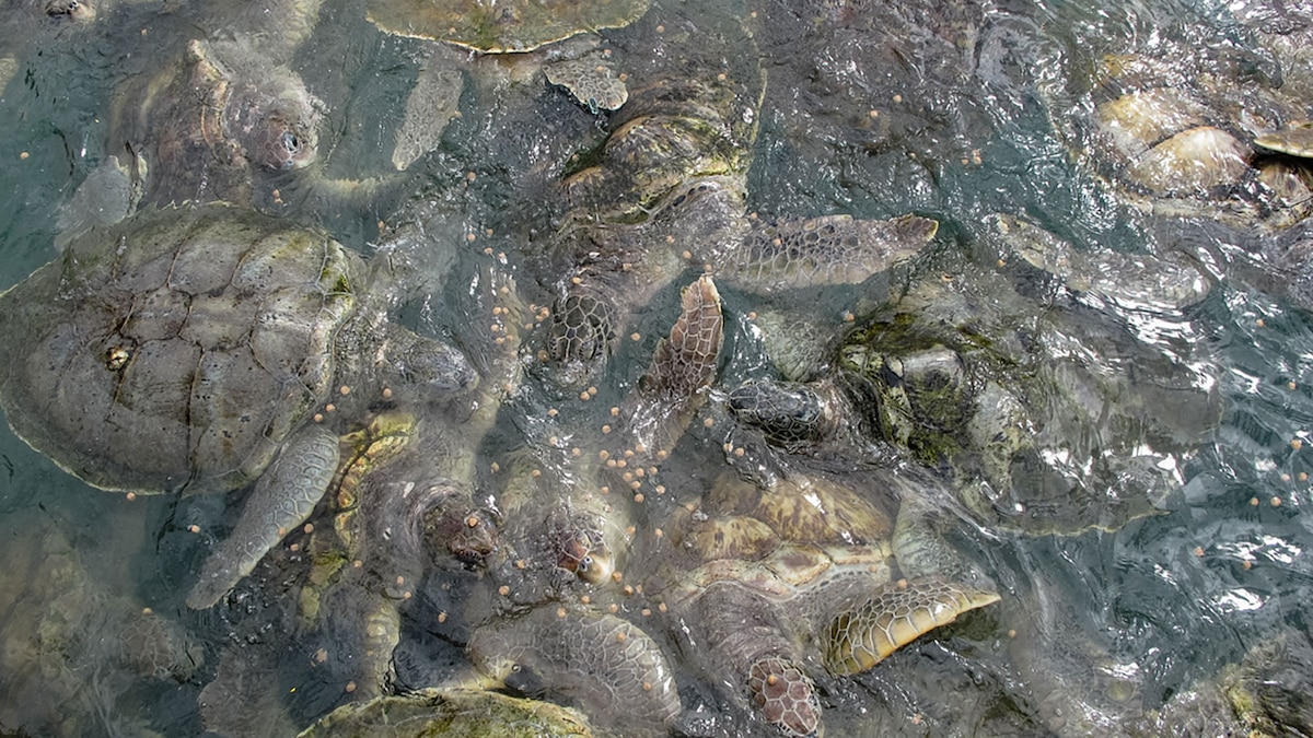 Controversial Tourist Spot, Cayman Turtle Centre, Also Raises ...