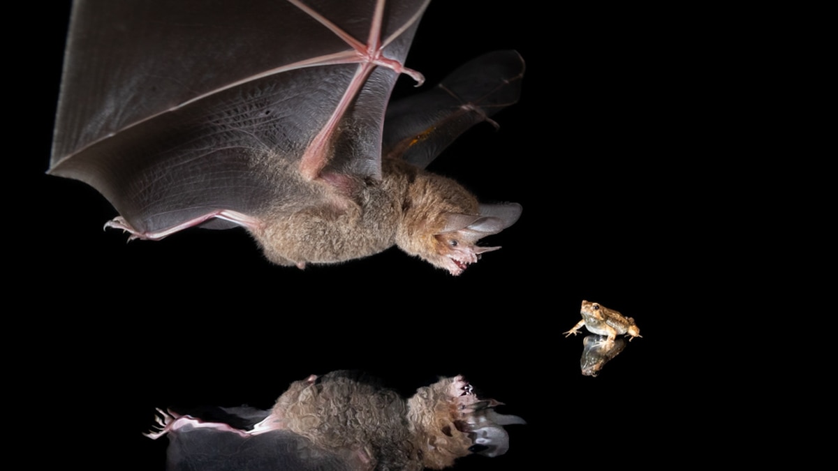 These bats learn to eavesdrop—in order to survive | National Geographic