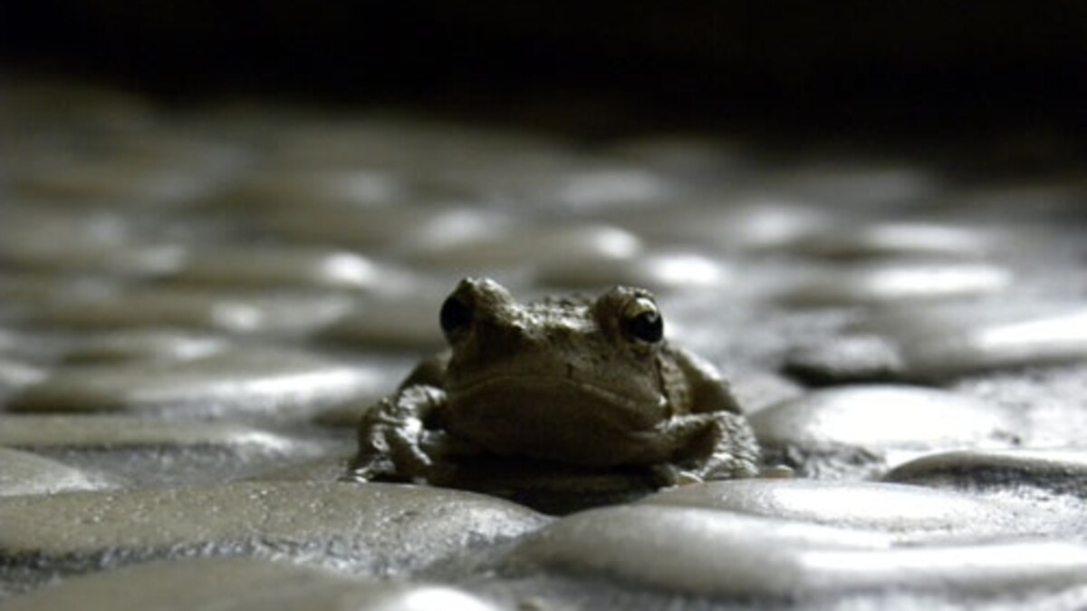 South African wildlife – Foamy nest frog | National Geographic