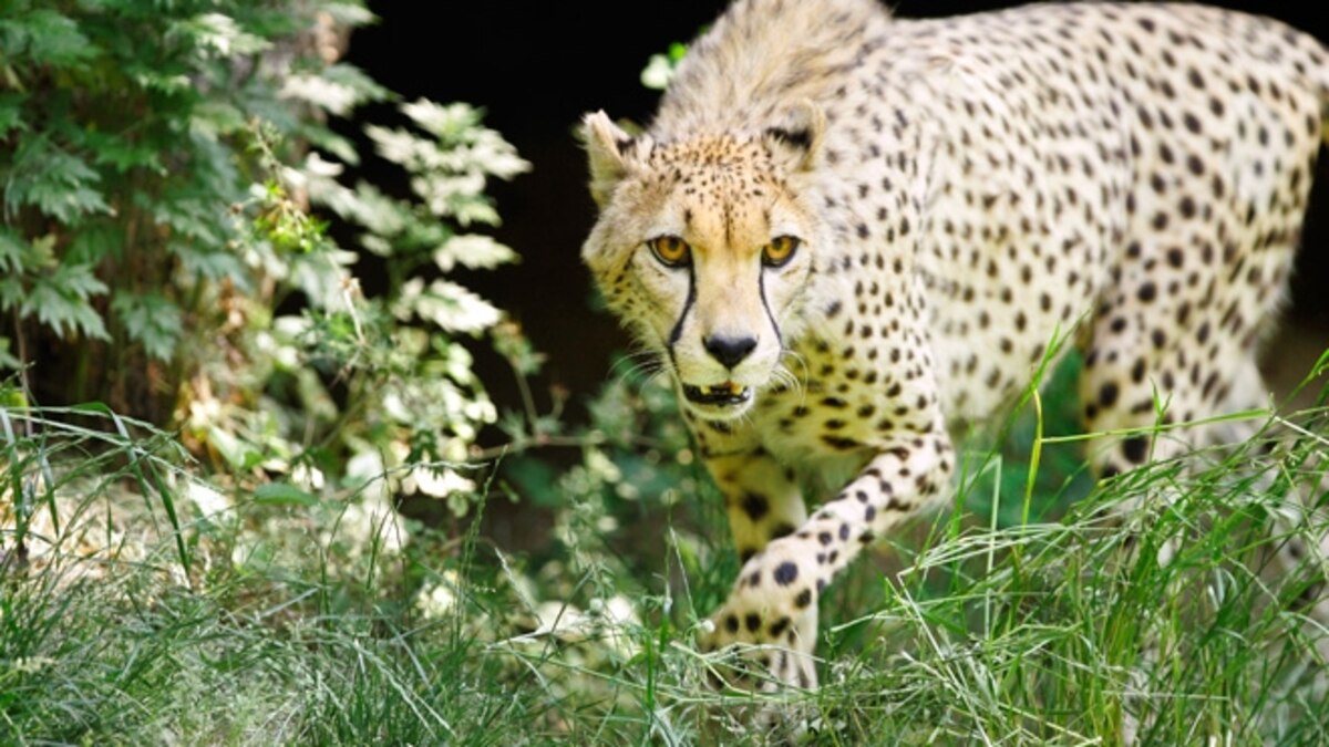 Dmanisi’s Big, Bad Cheetah | National Geographic