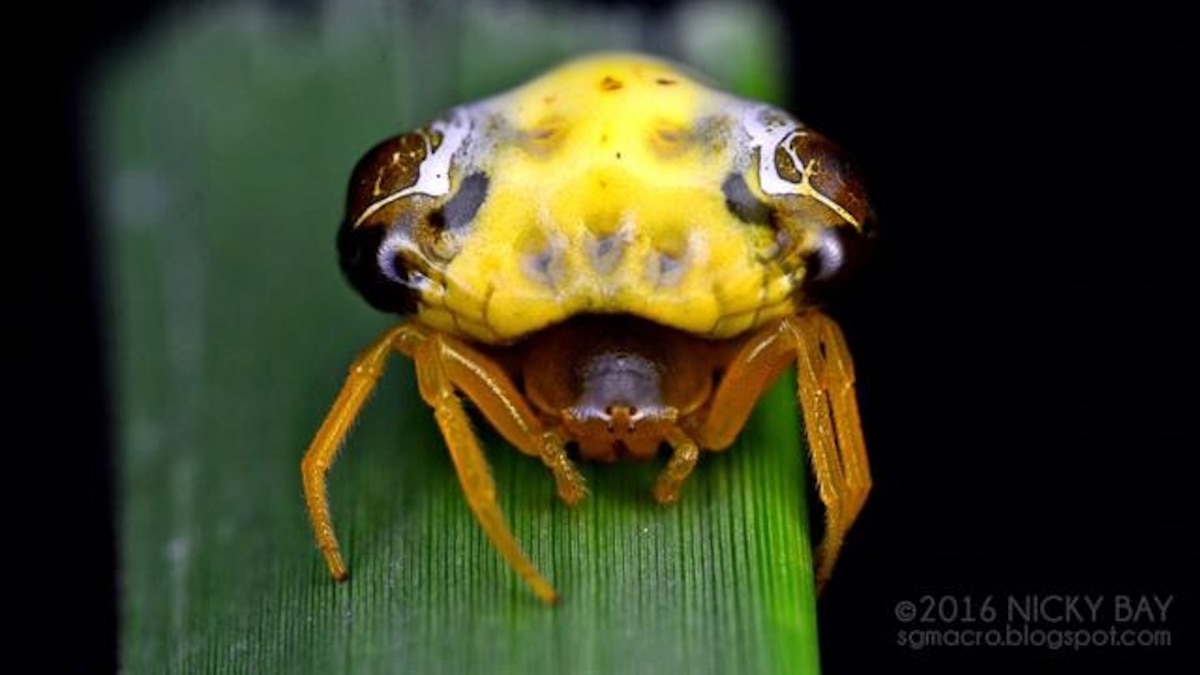 Disco Spider Pulsates With Color, Baffling Scientists | National Geographic