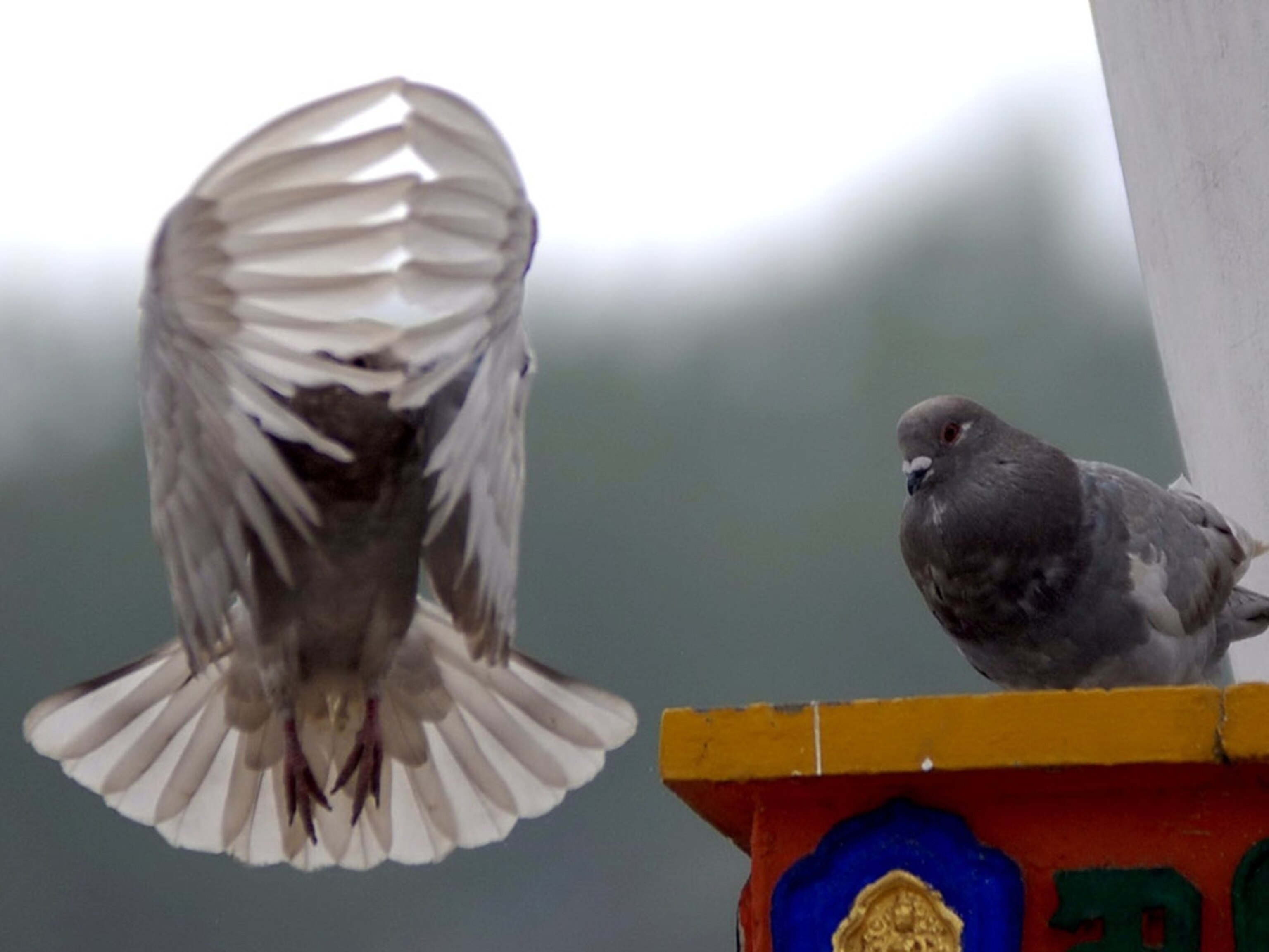 Near Passerine Pictures - National Geographic