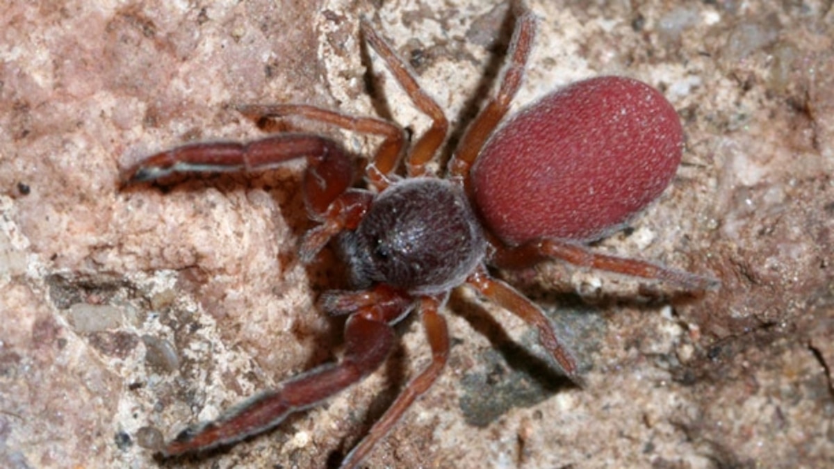 Spider-slayer uses ninja stealth, unbreakable grip and body armour ...