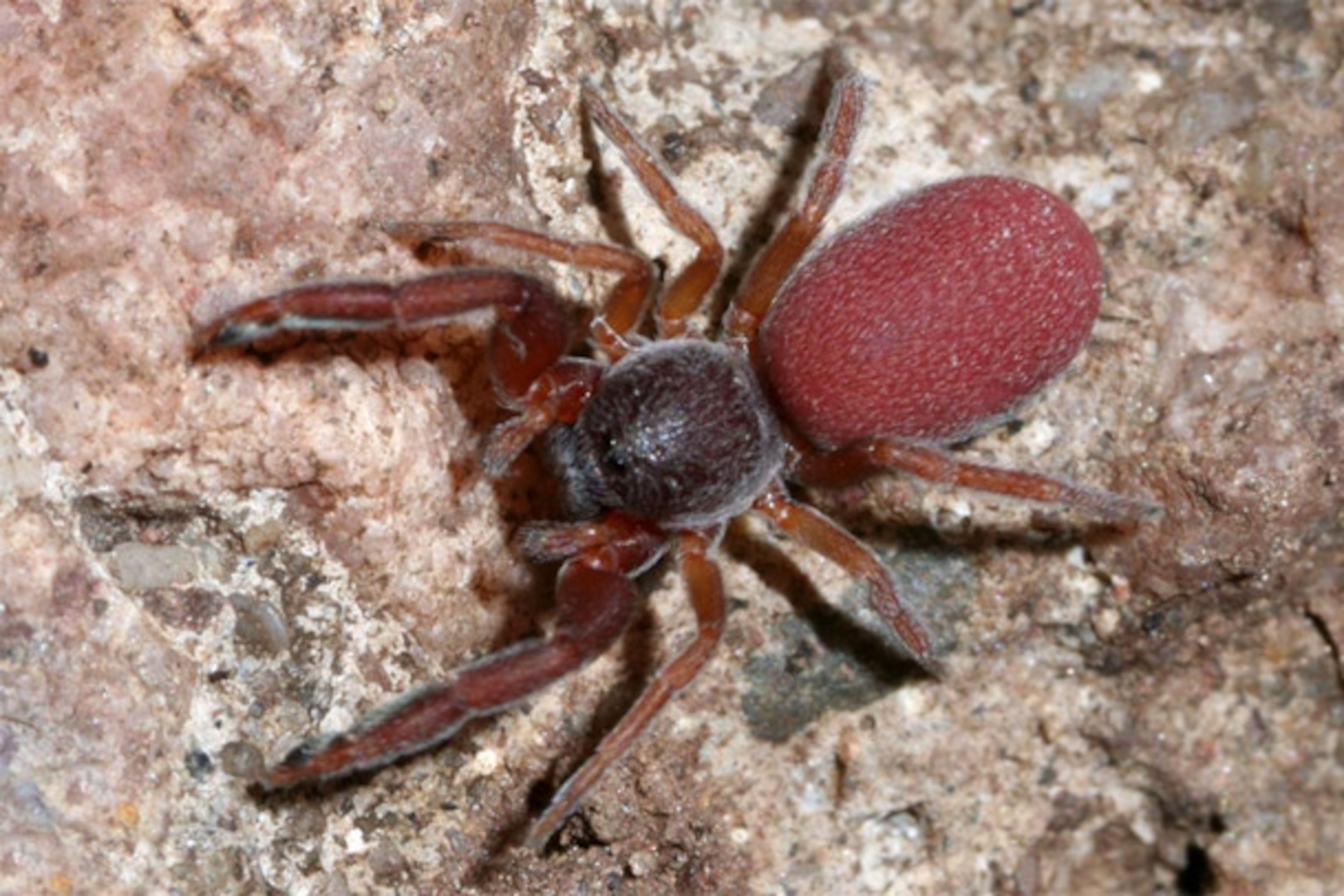 Spider-slayer uses ninja stealth, unbreakable grip and body armour
