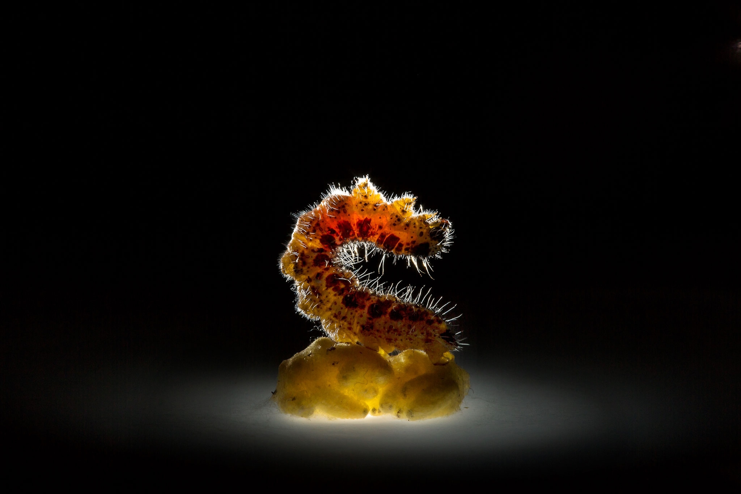 Animals Have Evolved Into Parasites At Least 200 Times