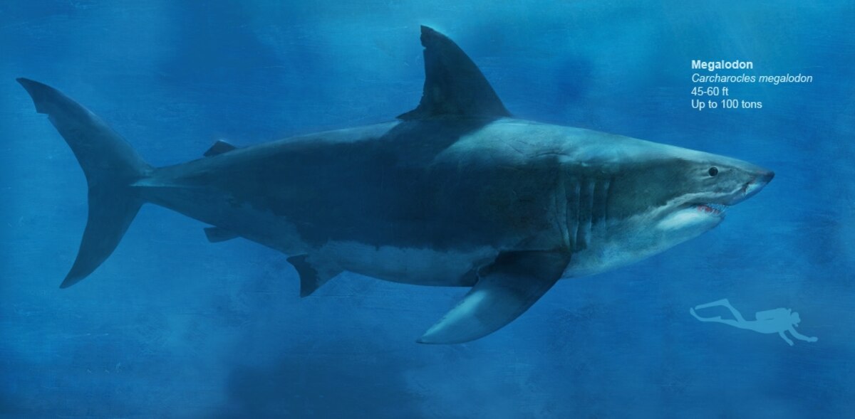 We Still Don’t Know What Killed the Biggest Shark of All Time
