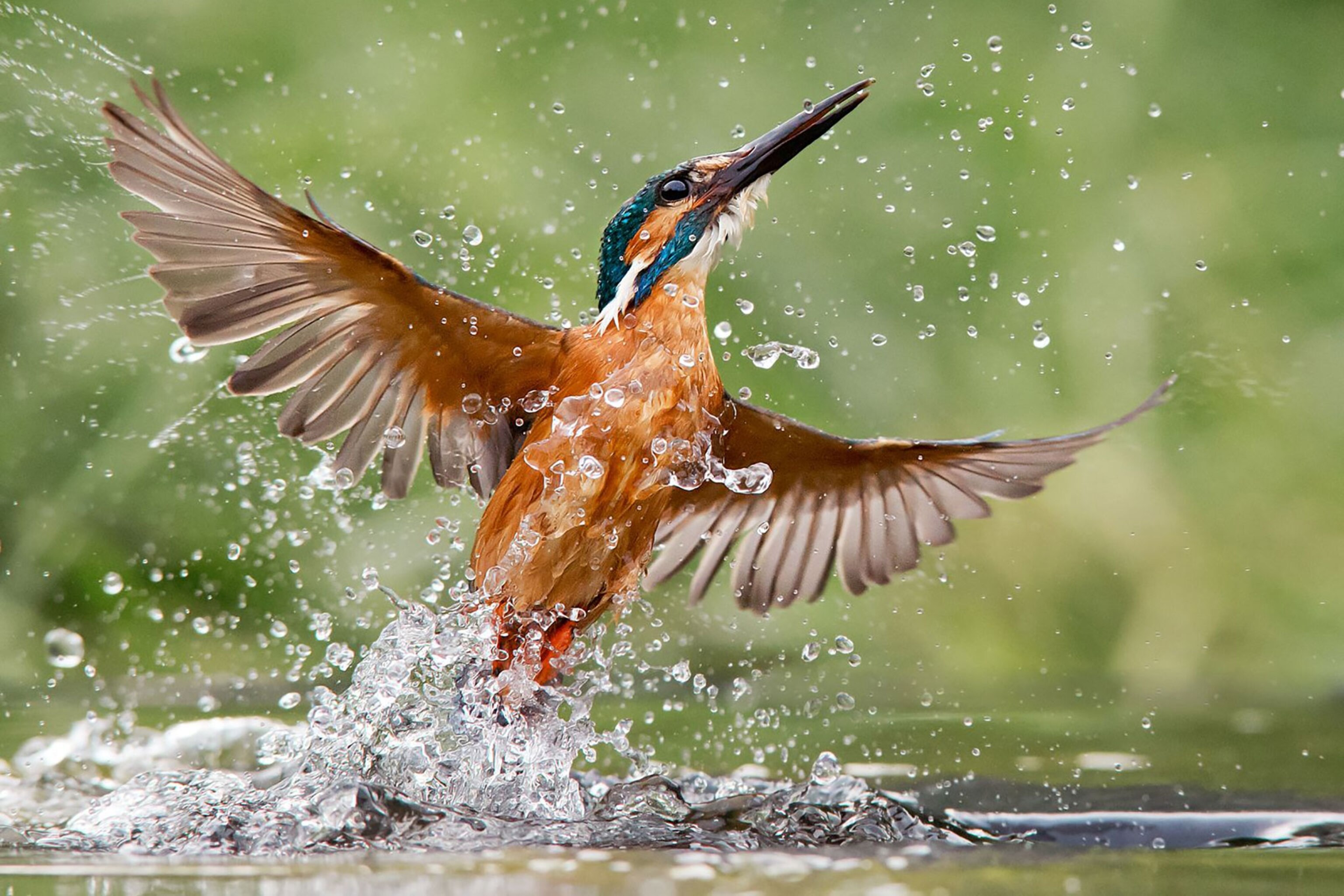 Birds Around the World in 31 Incredible Photos