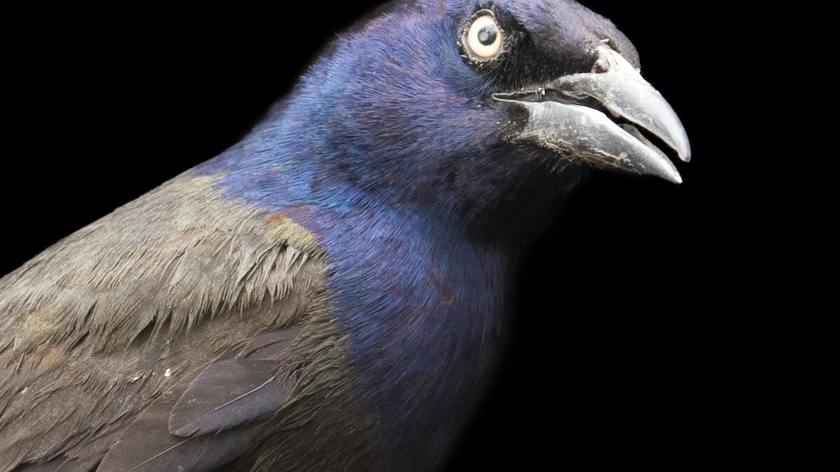 Common Grackle | National Geographic | National Geographic