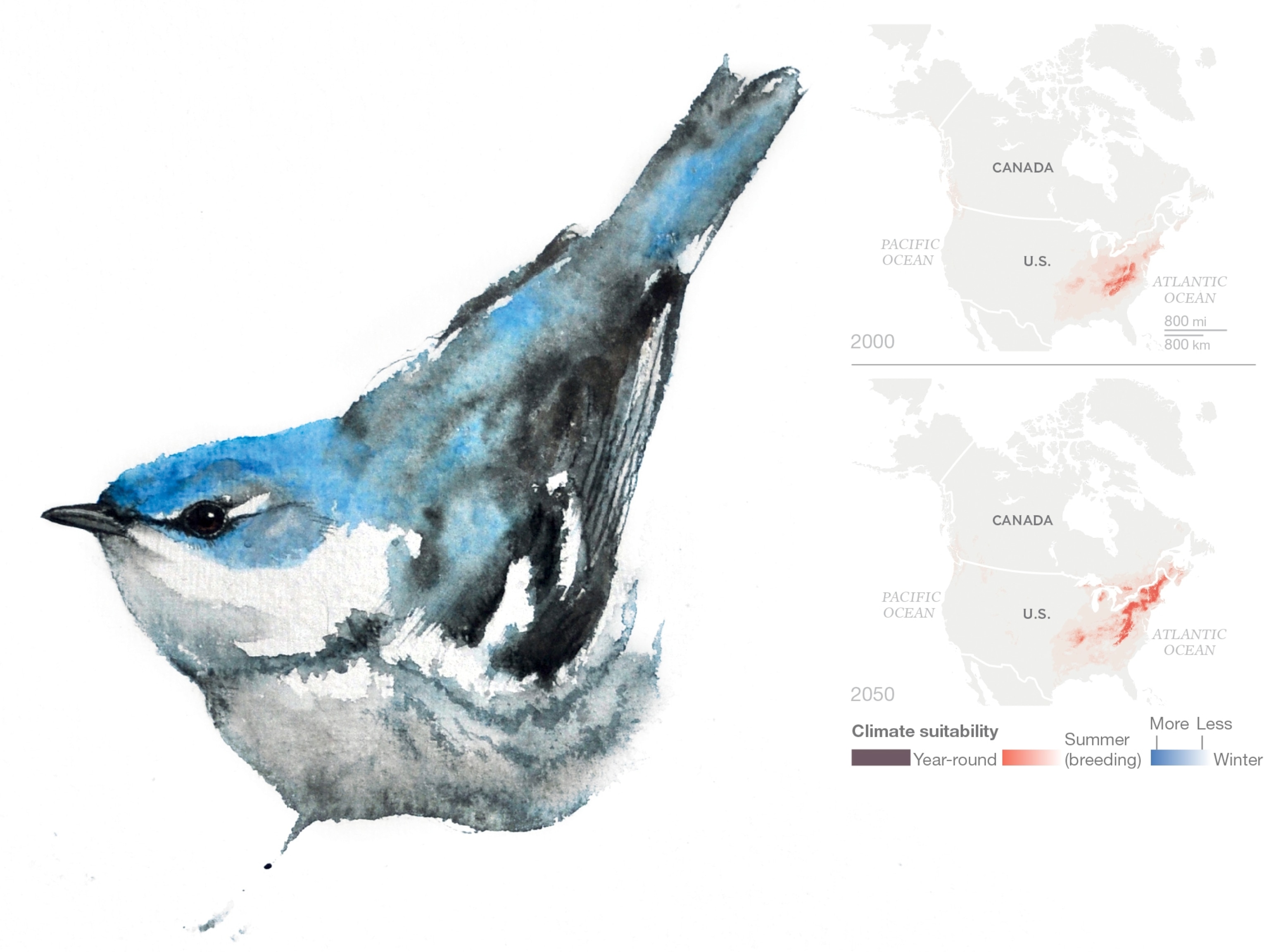 Climate Change May Put Half of North American Birds at Risk of Extinction
