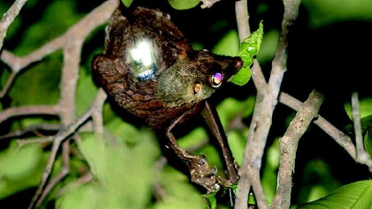 Why do flying lemurs glide? | National Geographic