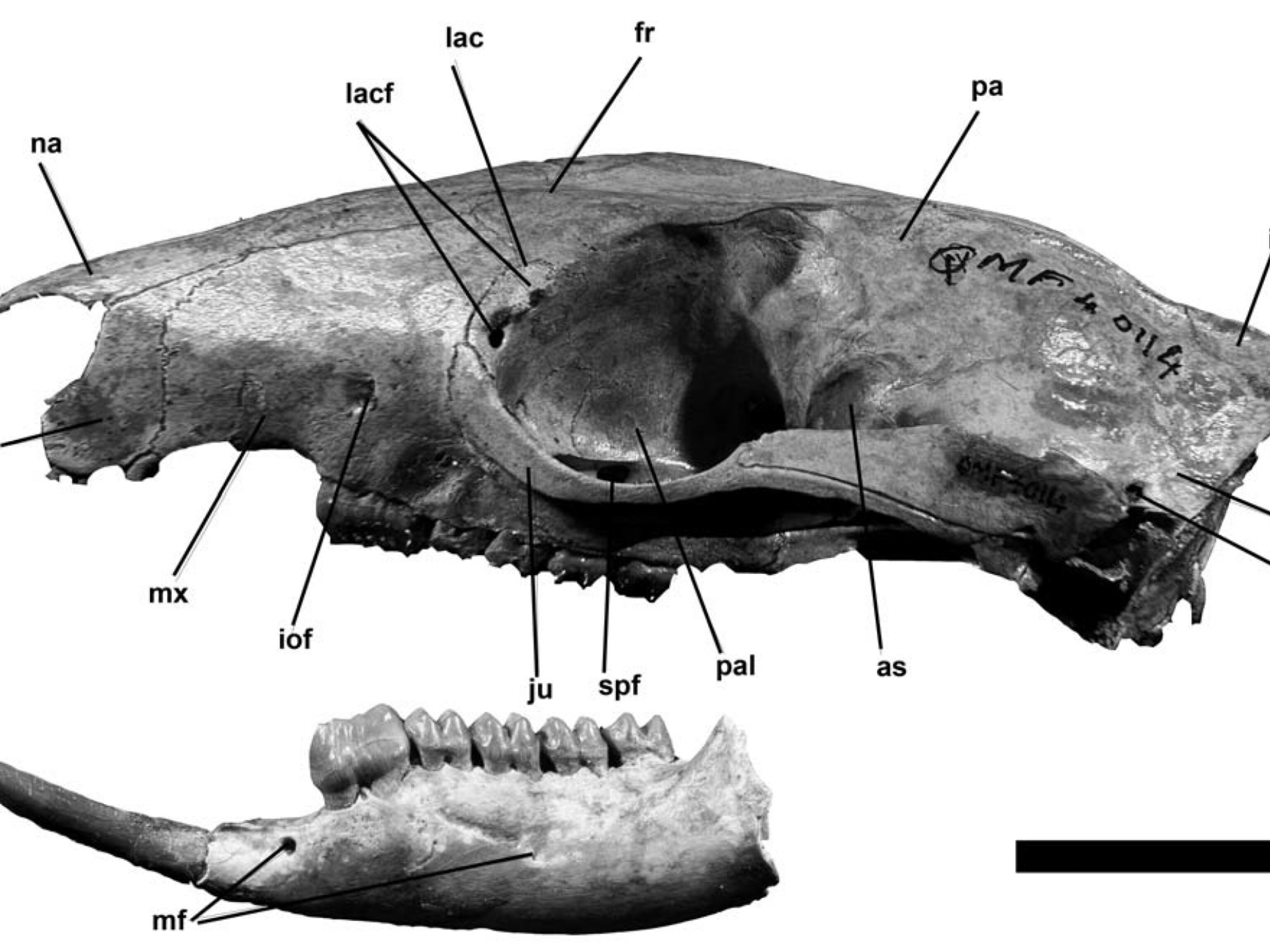 Giraffe Teeth Diagram