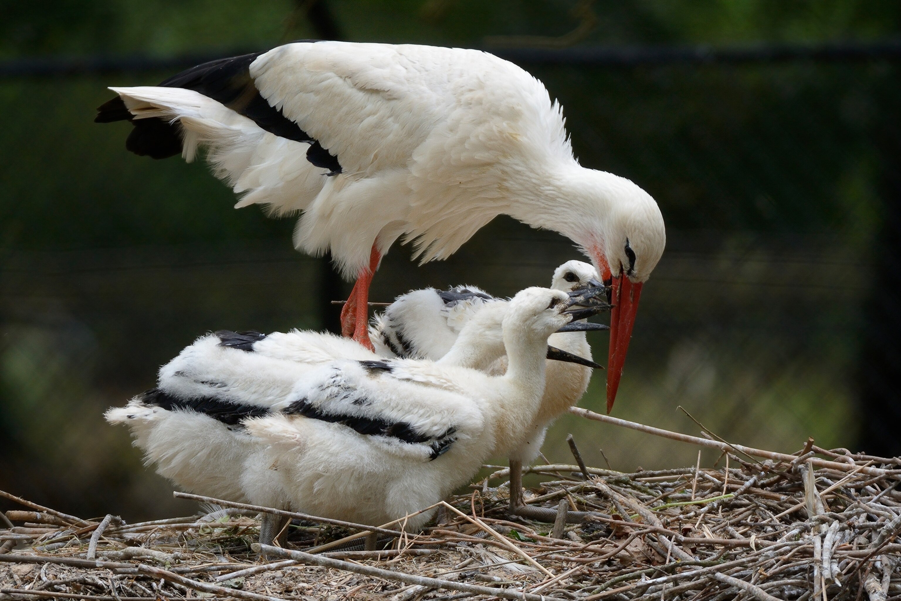 White storks are nesting in Britain again, after 604 years