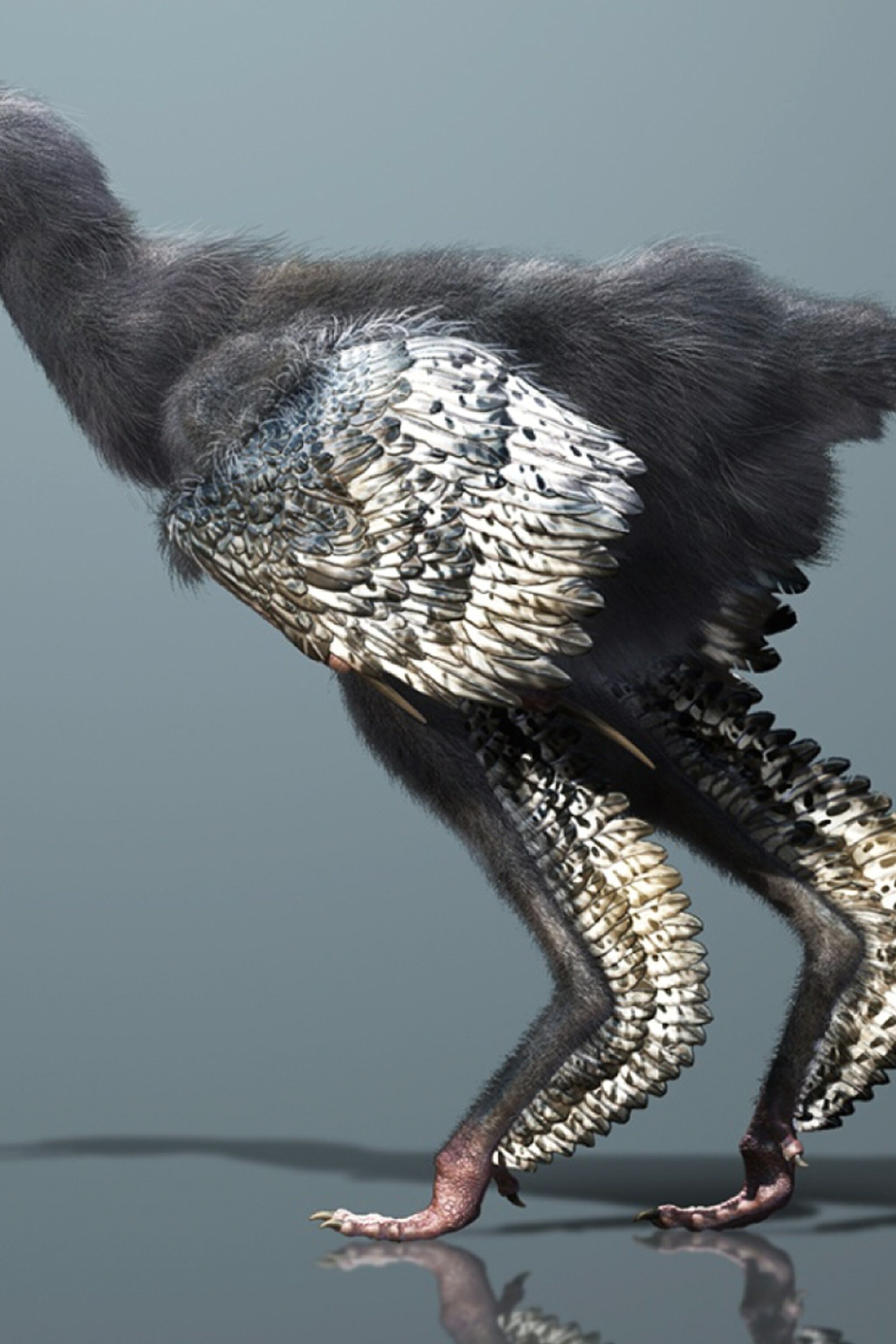 First Birds 13 DAYS LEFT UNTIL EARLY BIRD DEADLINE News Barnsley