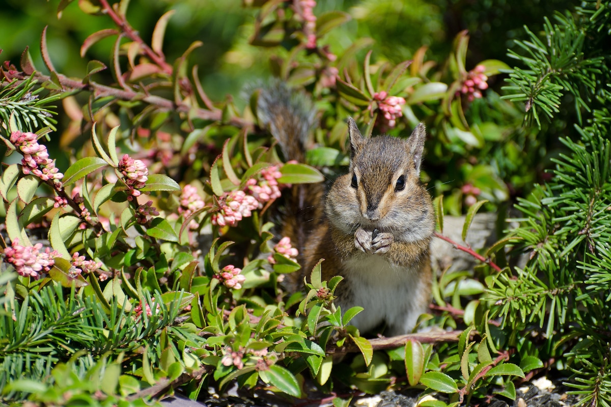 How chipmunks and other animals stuff their cheeks so full