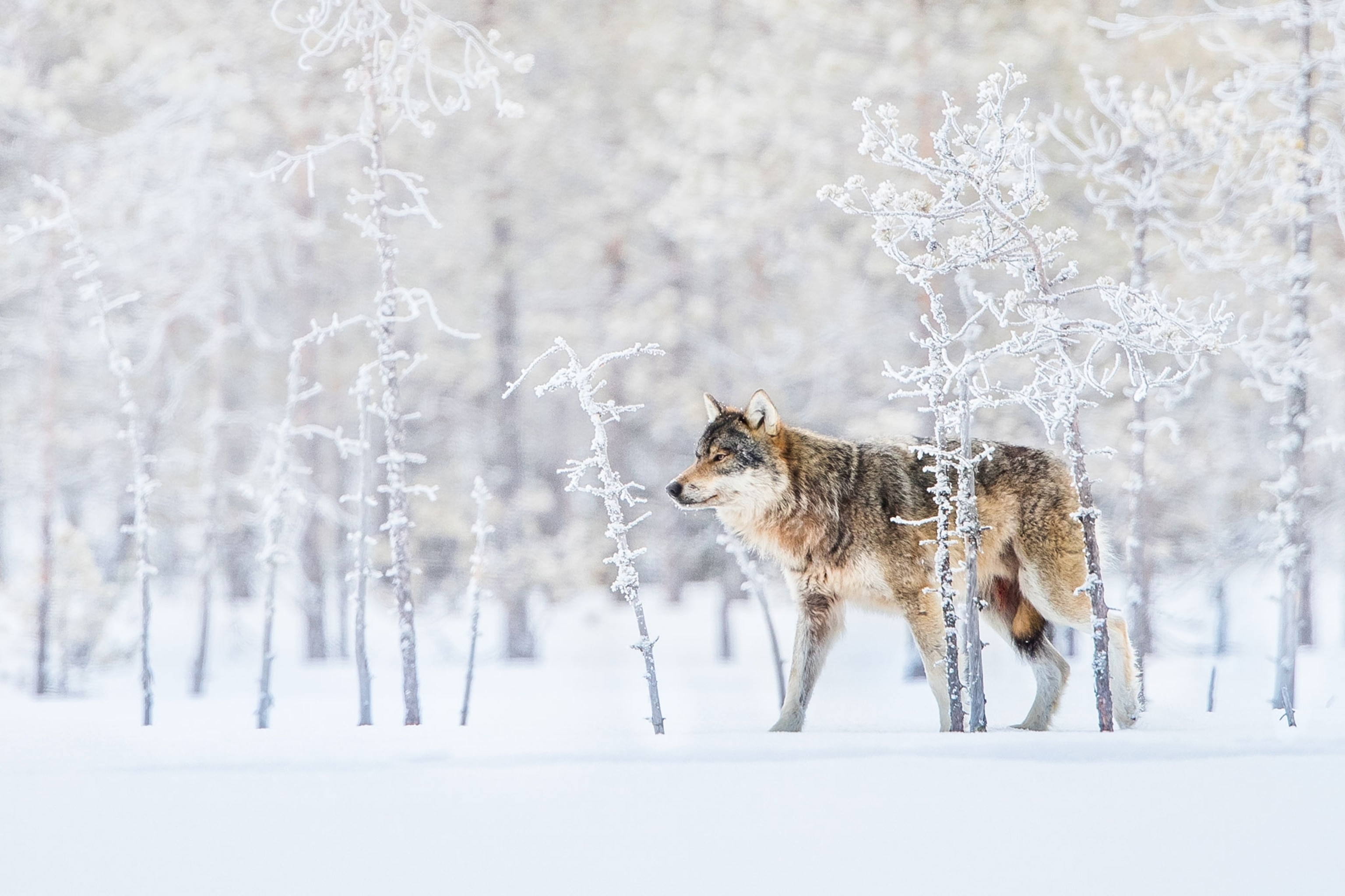Nature Photographer of the Year: 44 Breathtaking Photos of Wild Animals