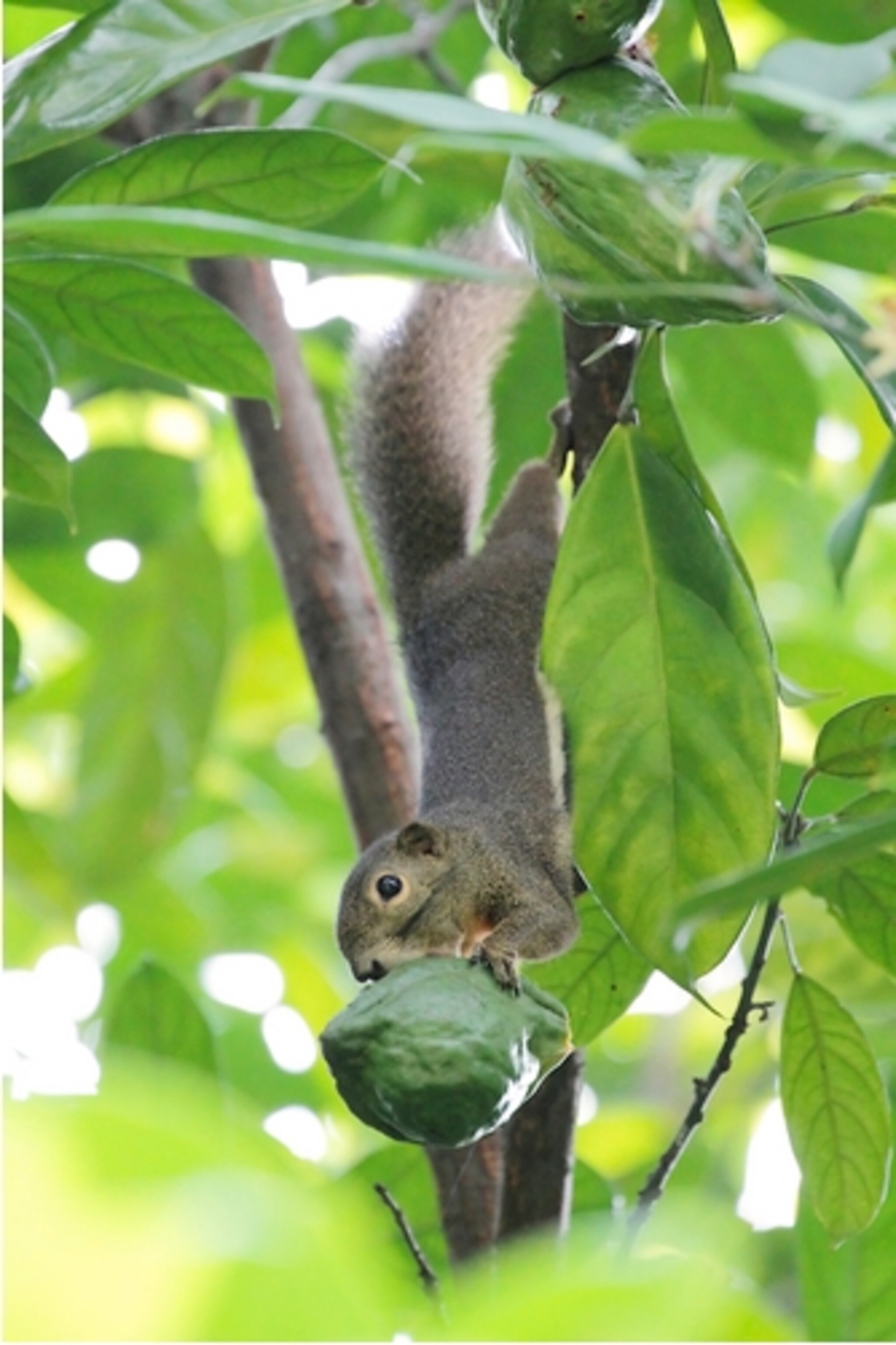 Squirrels Around the World