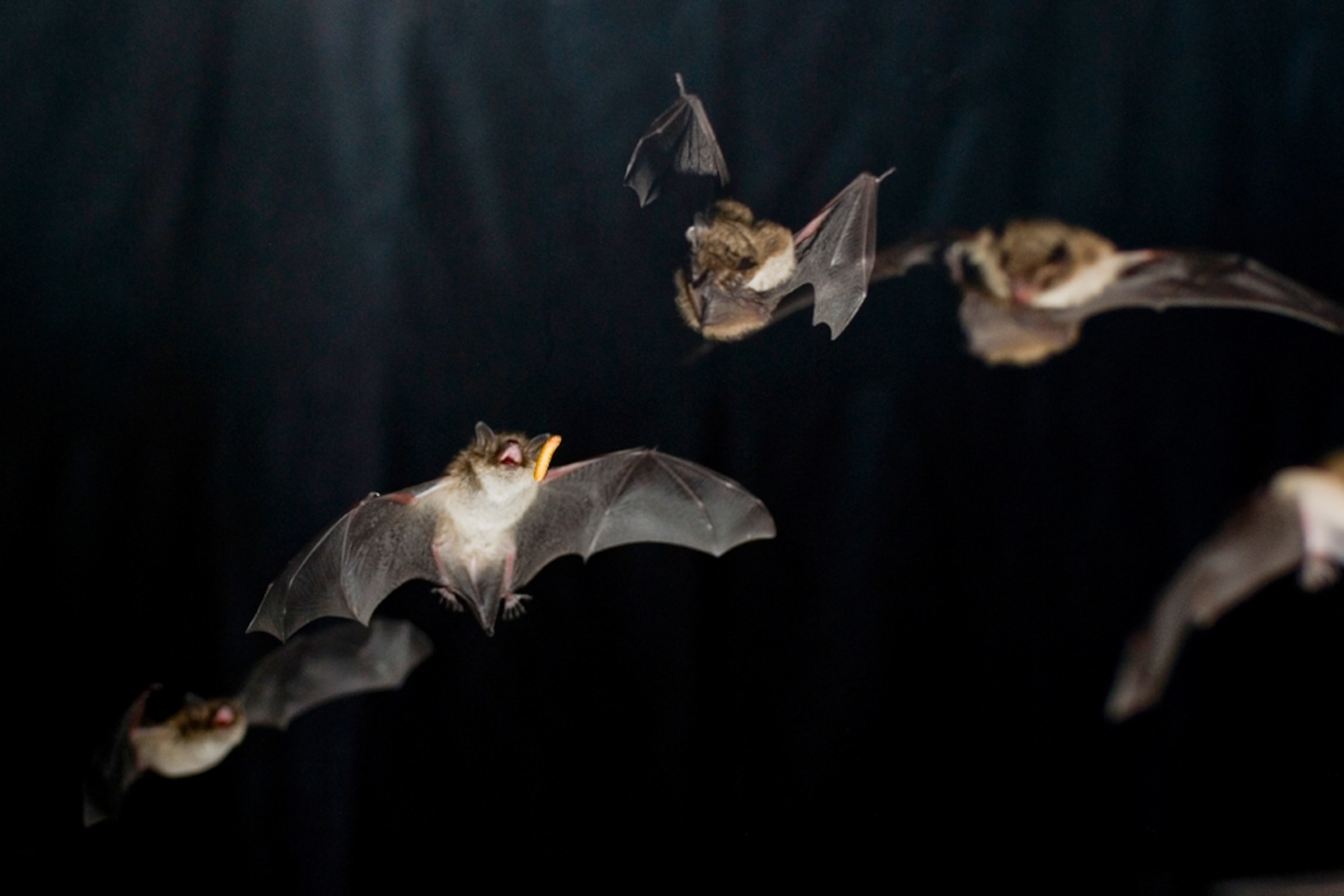 Bats Have Superfast Muscles—A Mammal First