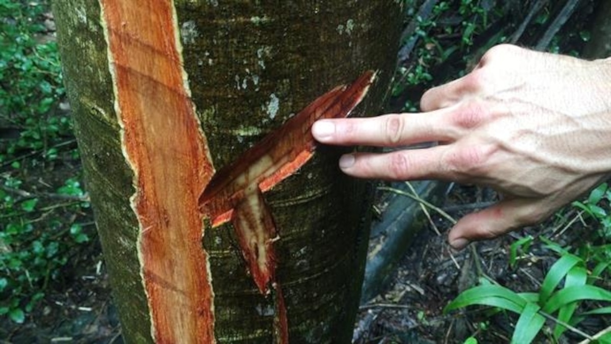 A Life-or-Death Hunt for Tree Thieves | National Geographic