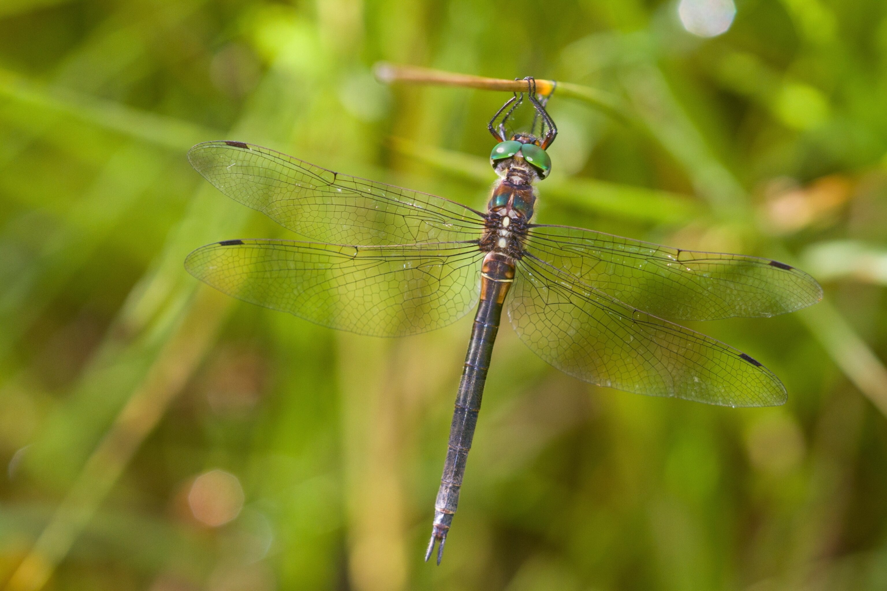 See a different endangered animal in every U.S. state
