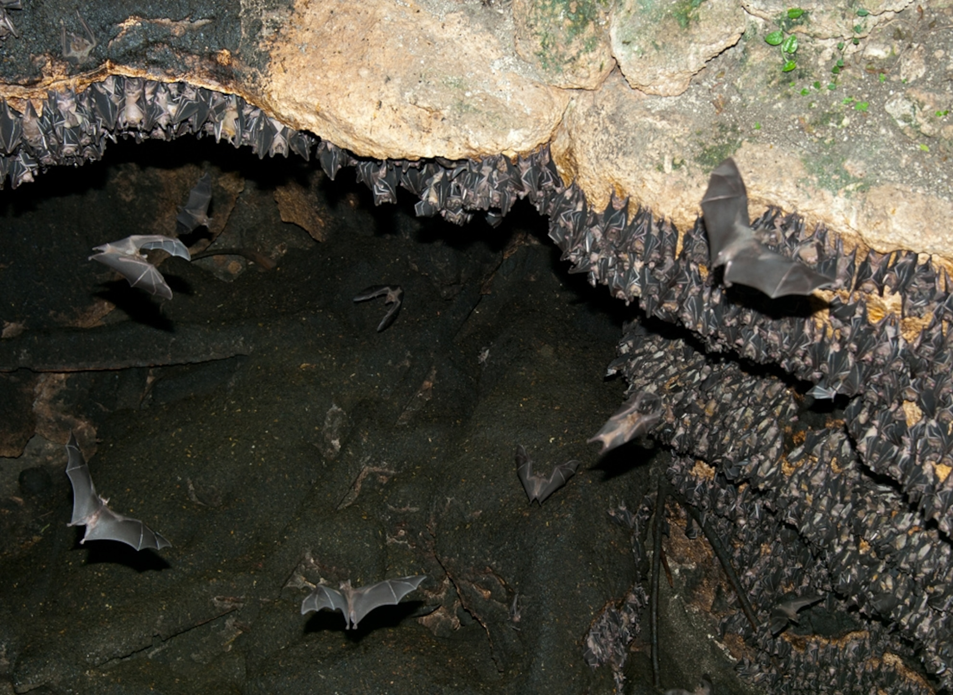 Pictures: Bats Swarm Philippines Cave