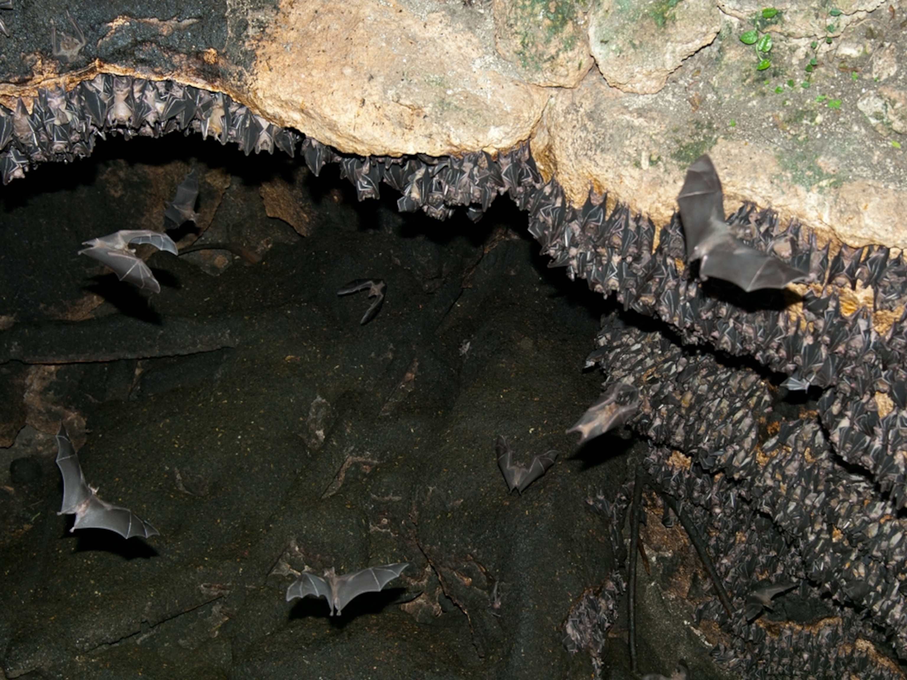 Pictures: Bats Swarm Philippines Cave