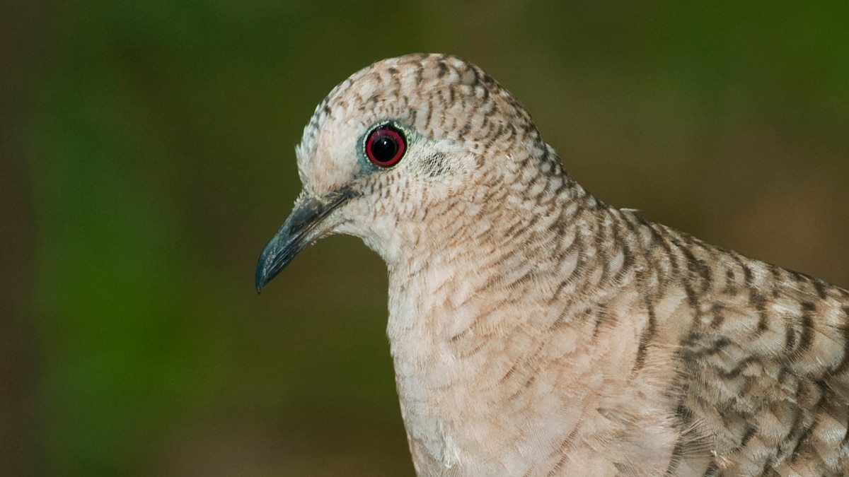 Inca Dove | National Geographic | National Geographic