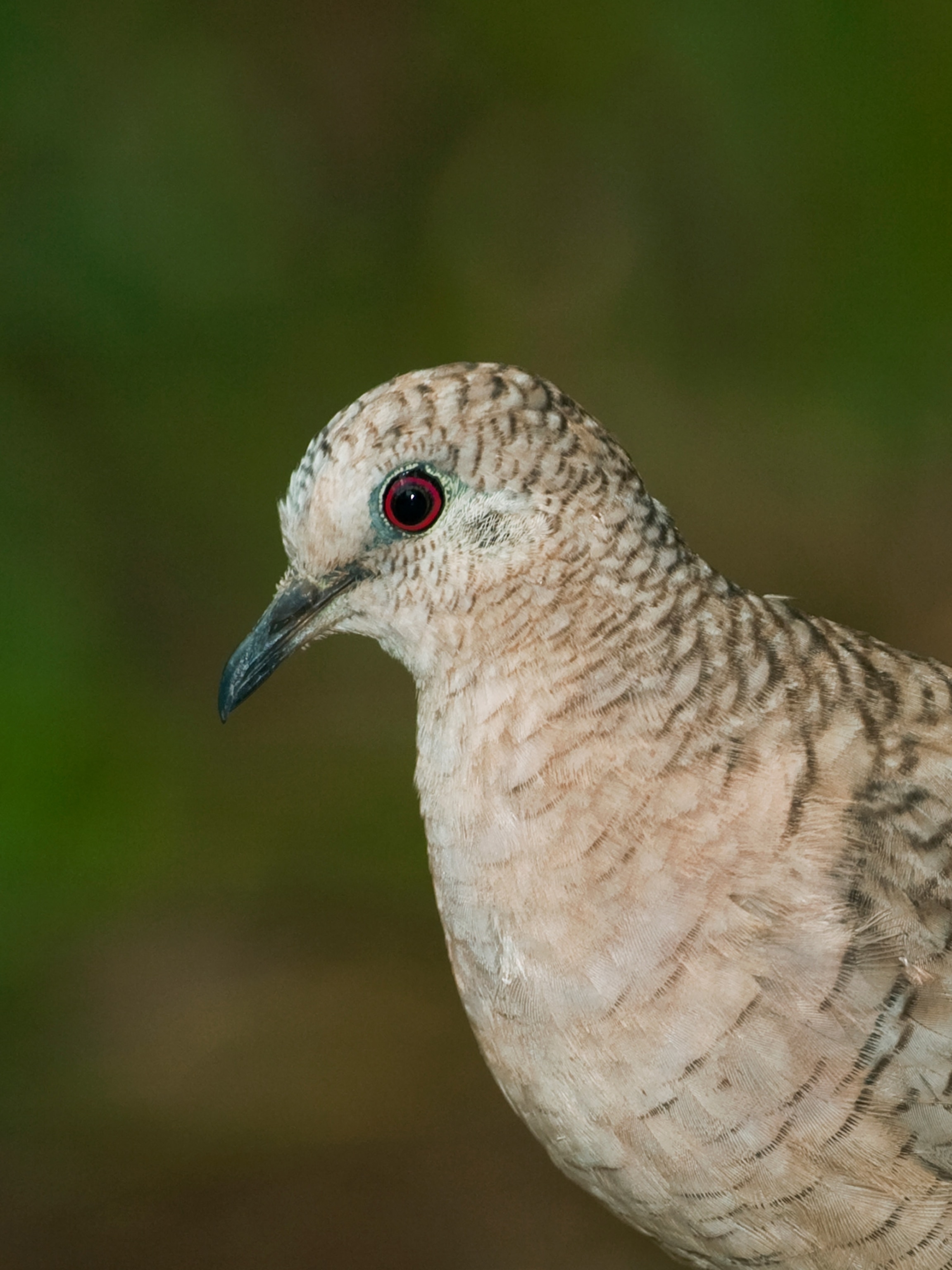 Inca Dove In Flight