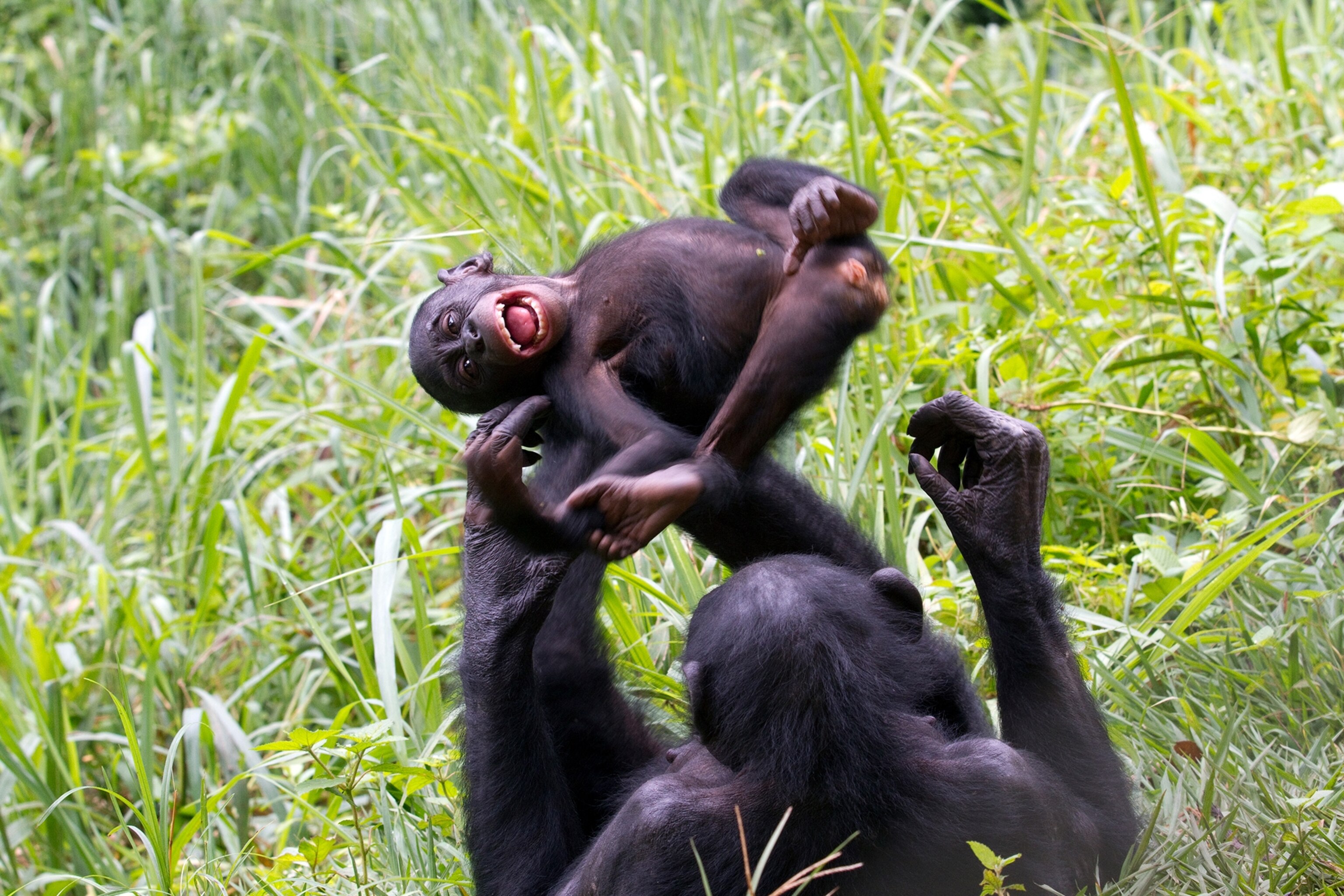 Meet some of the fiercest queens of the animal kingdom