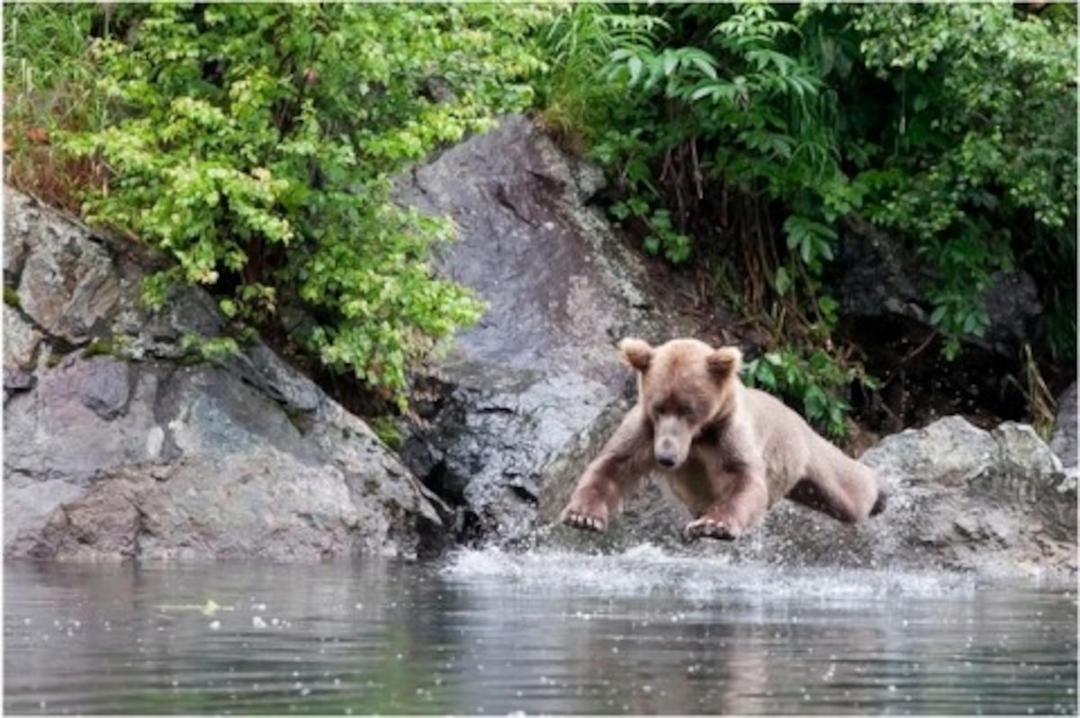 The Incredible Flying Bear