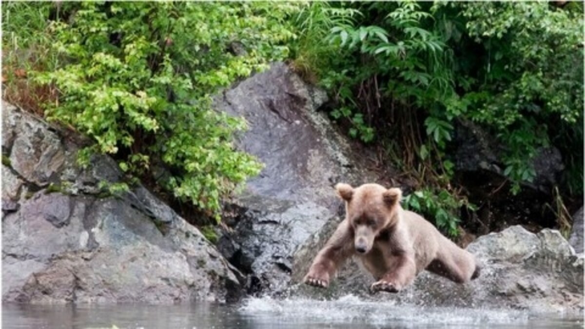 The Incredible Flying Bear | National Geographic