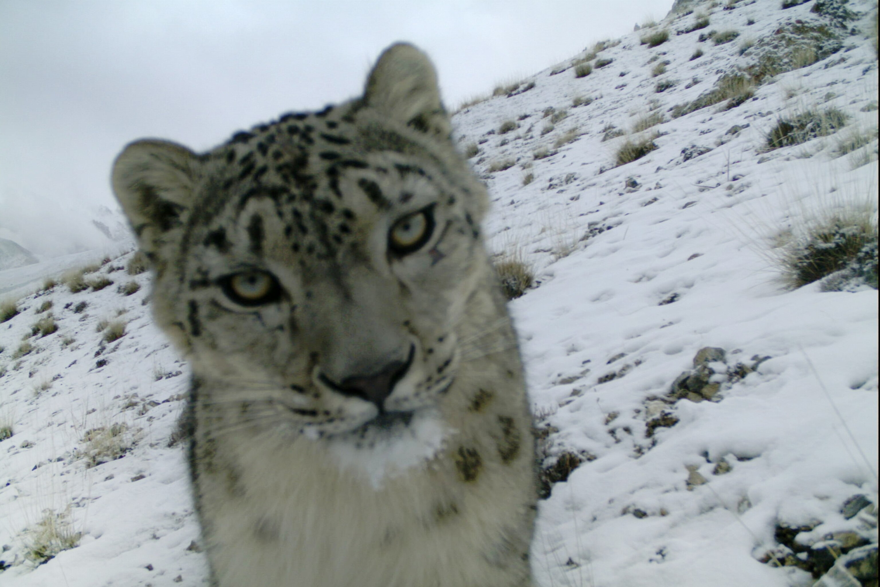 Rare Pictures: Snow Leopards Caught in Camera Trap
